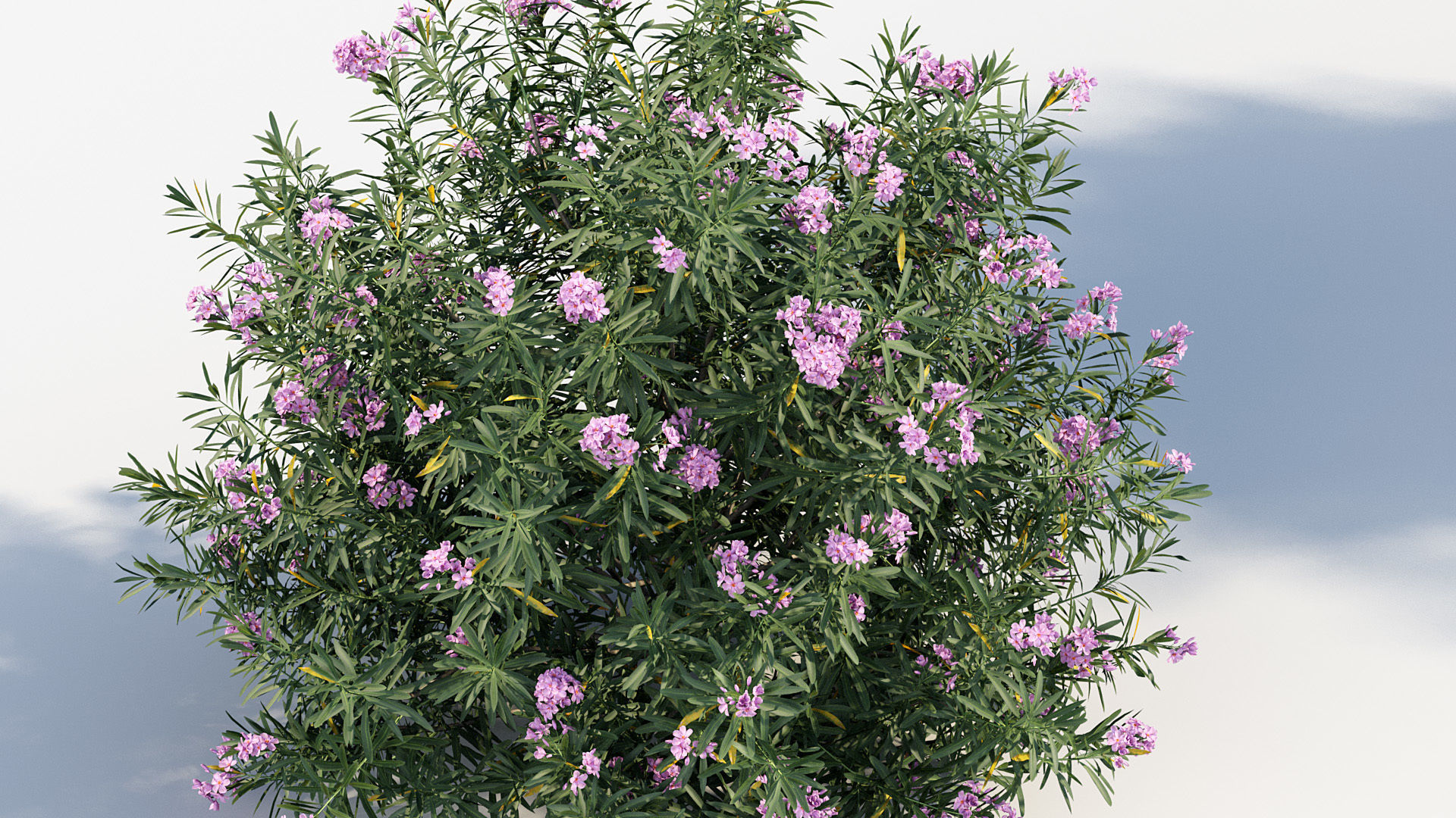 Nerium Oleander Oleander 3D model | CGTrader