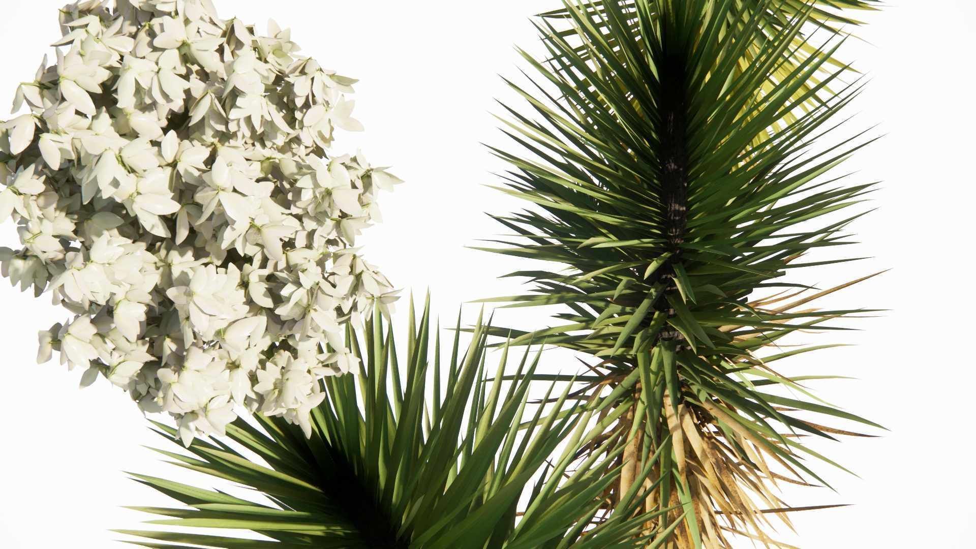 Yucca decipiens 3D model | CGTrader