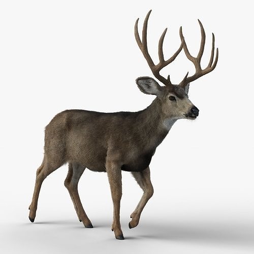 Mule Deer VFX Grace 3D model animated rigged | CGTrader