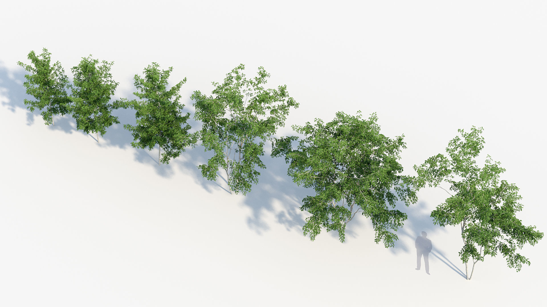 Gleditsia triacanthos Honey locust 3D model | CGTrader