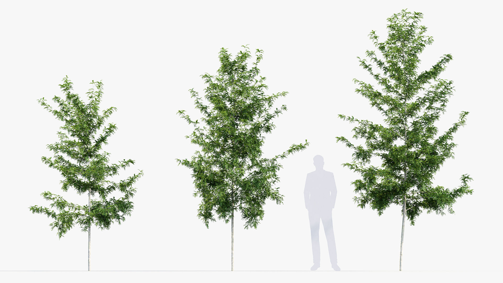 Gleditsia triacanthos Honey locust 3D model | CGTrader