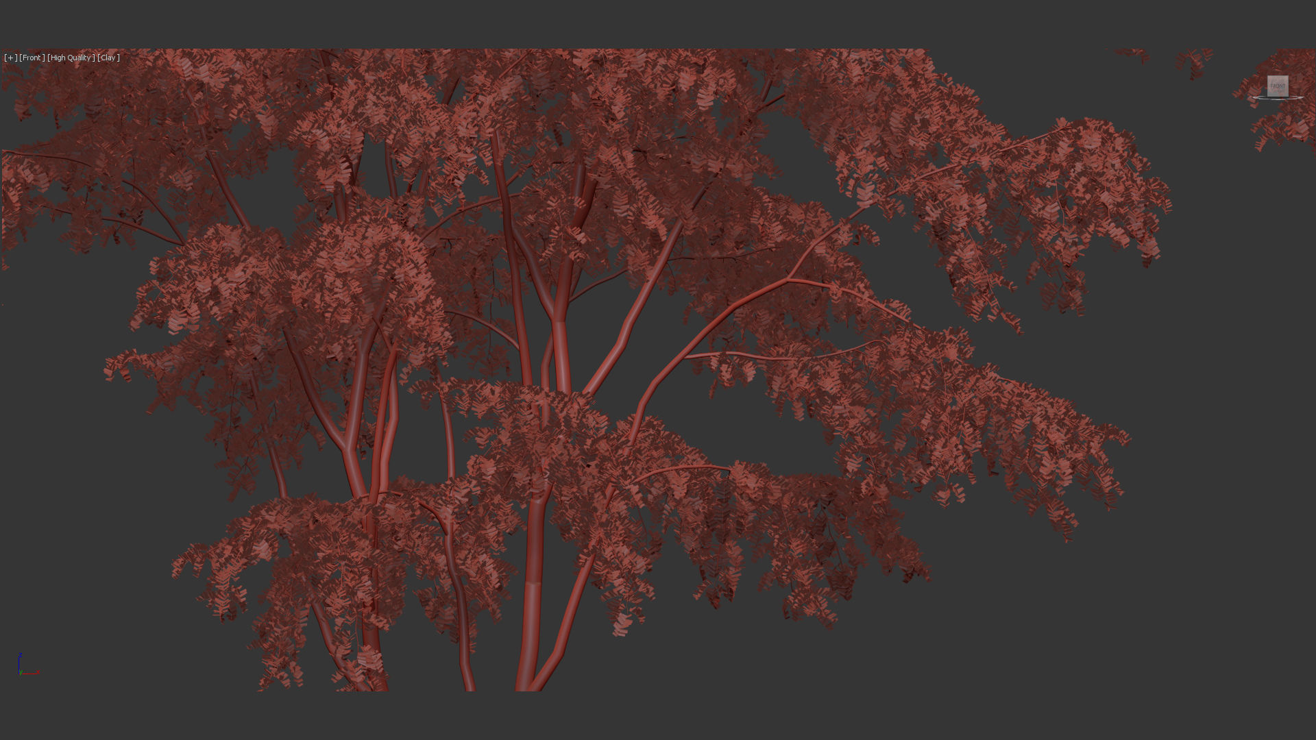 Gleditsia triacanthos Honey locust 3D model | CGTrader