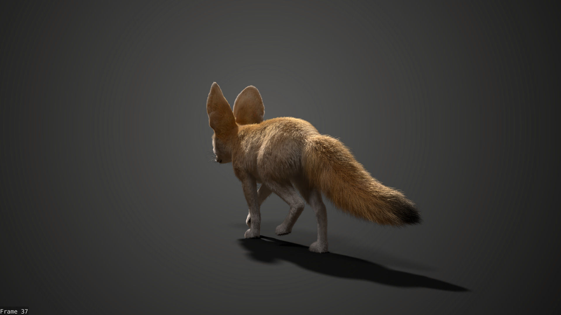 Fennec Fox Animated VFX Grace 3D model animated rigged | CGTrader