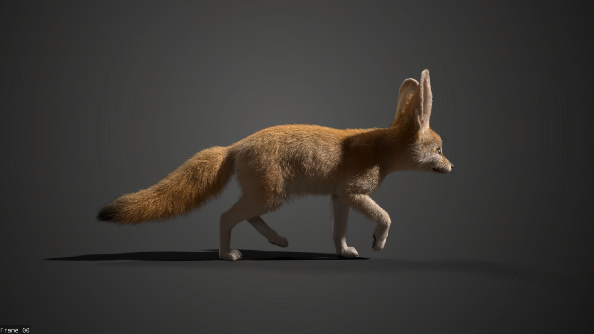 Fennec Fox Animated VFX Grace 3D model animated rigged | CGTrader