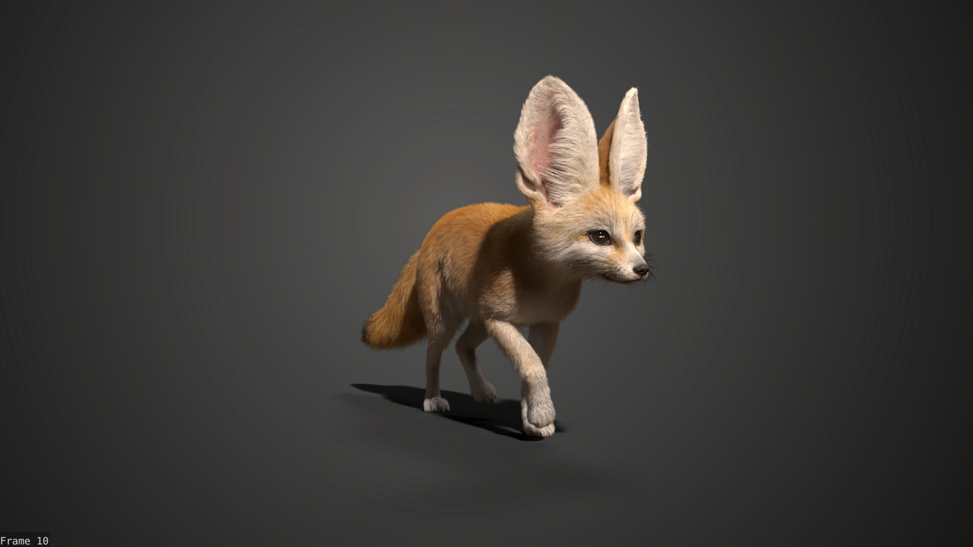 Fennec Fox Animated VFX Grace 3D model animated rigged | CGTrader