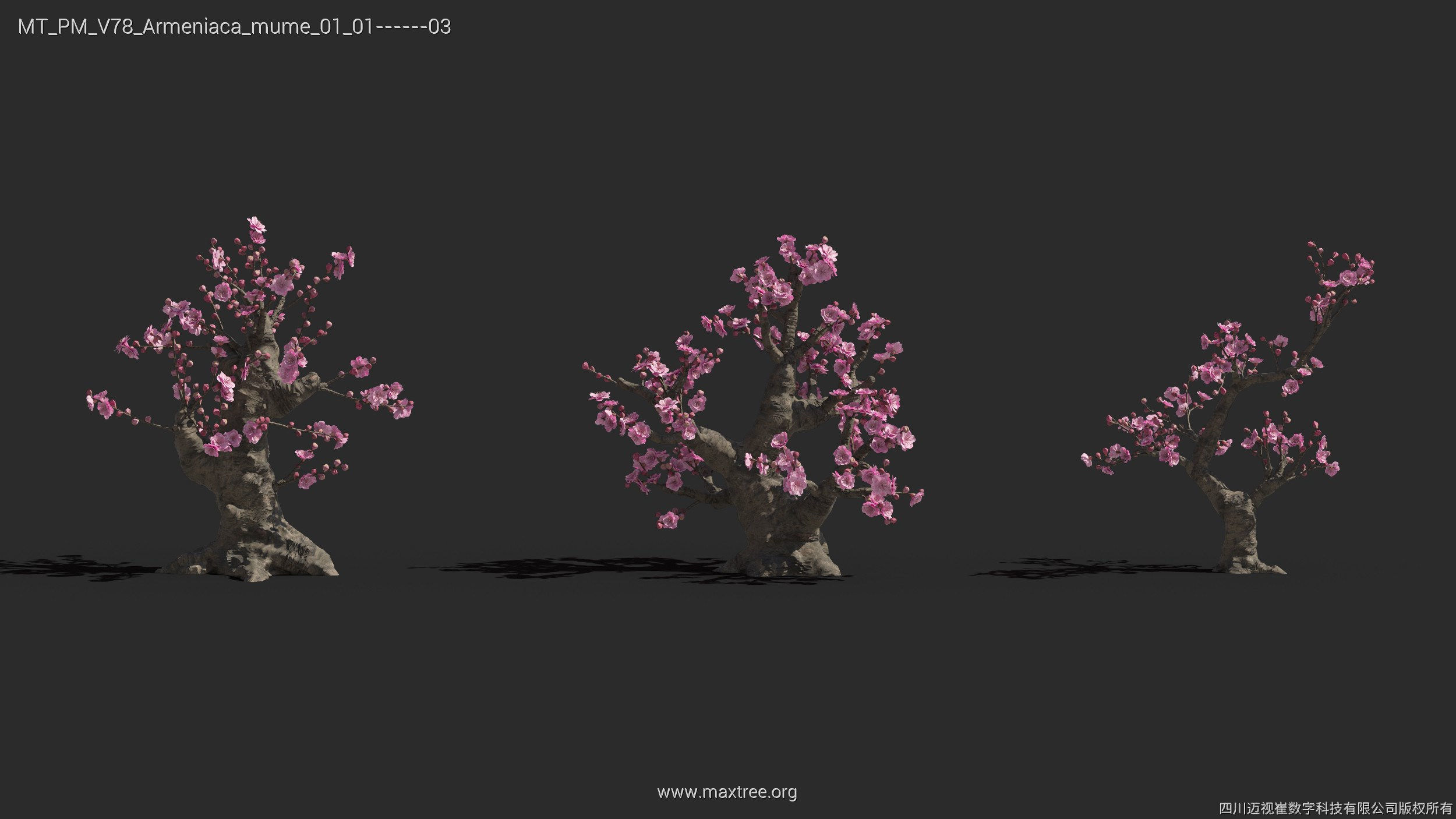 Maxtree Plant Models Vol 78 - Mesh 3D model | CGTrader