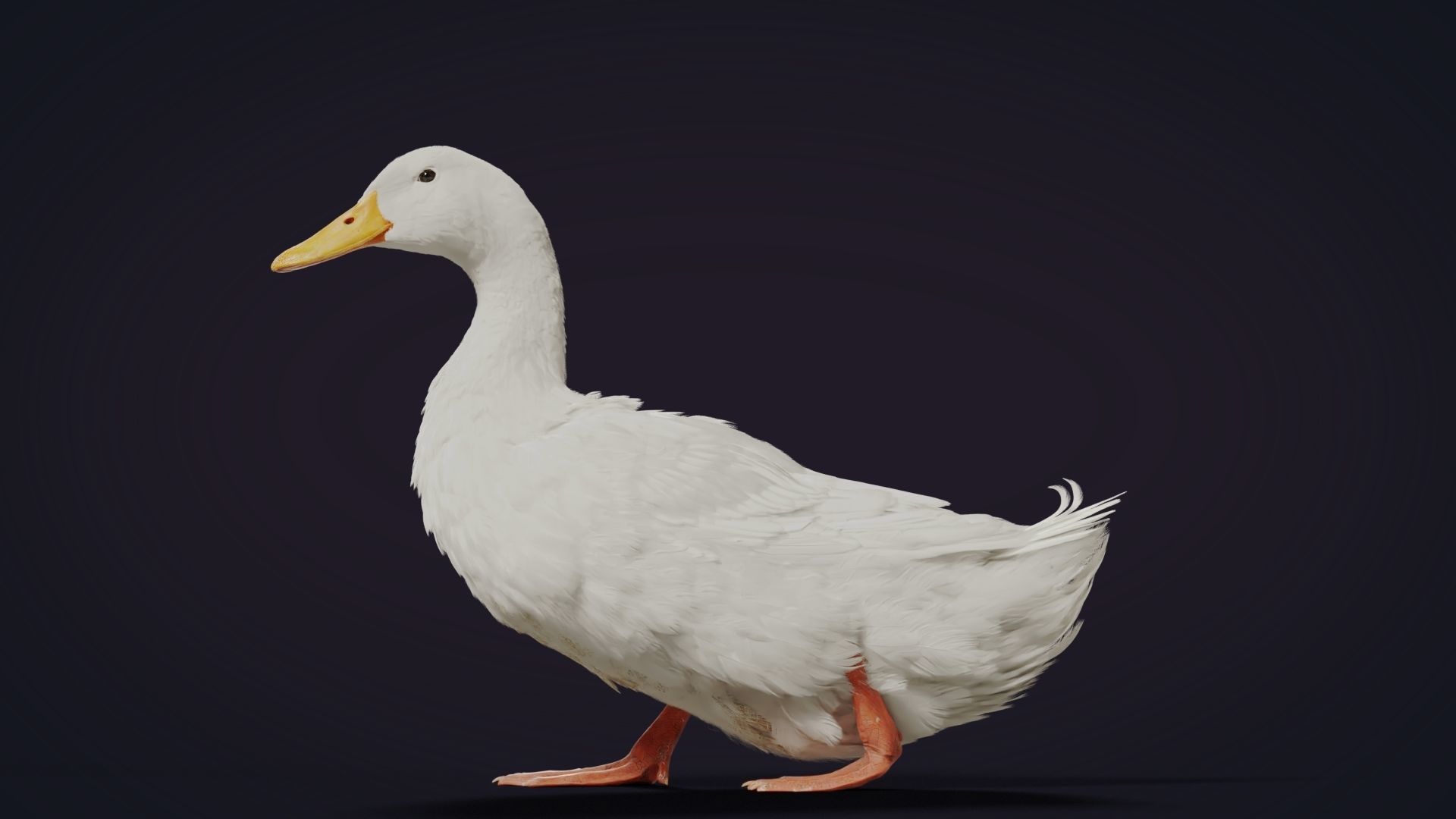 Duck Animated VFX Grace 3D model animated rigged | CGTrader