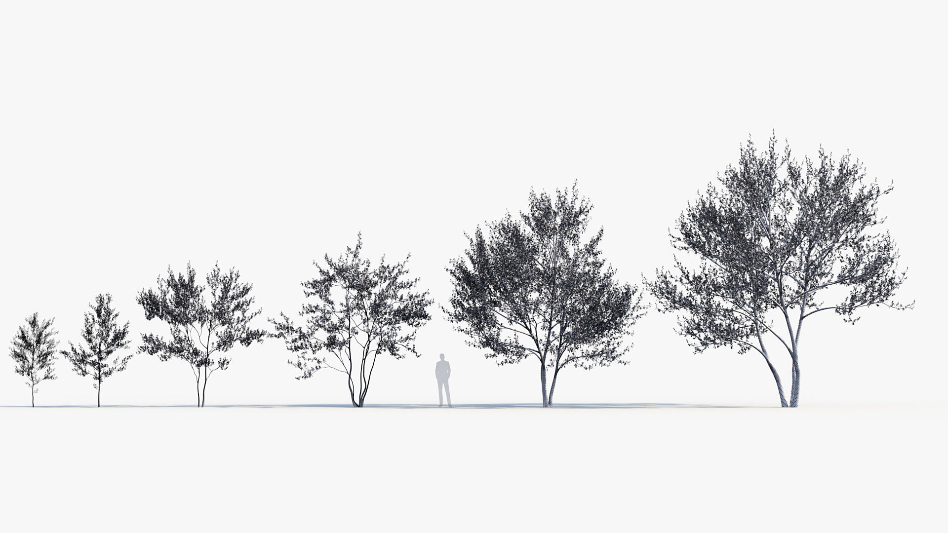 Amelanchier lamarckii Juneberry 3D model | CGTrader