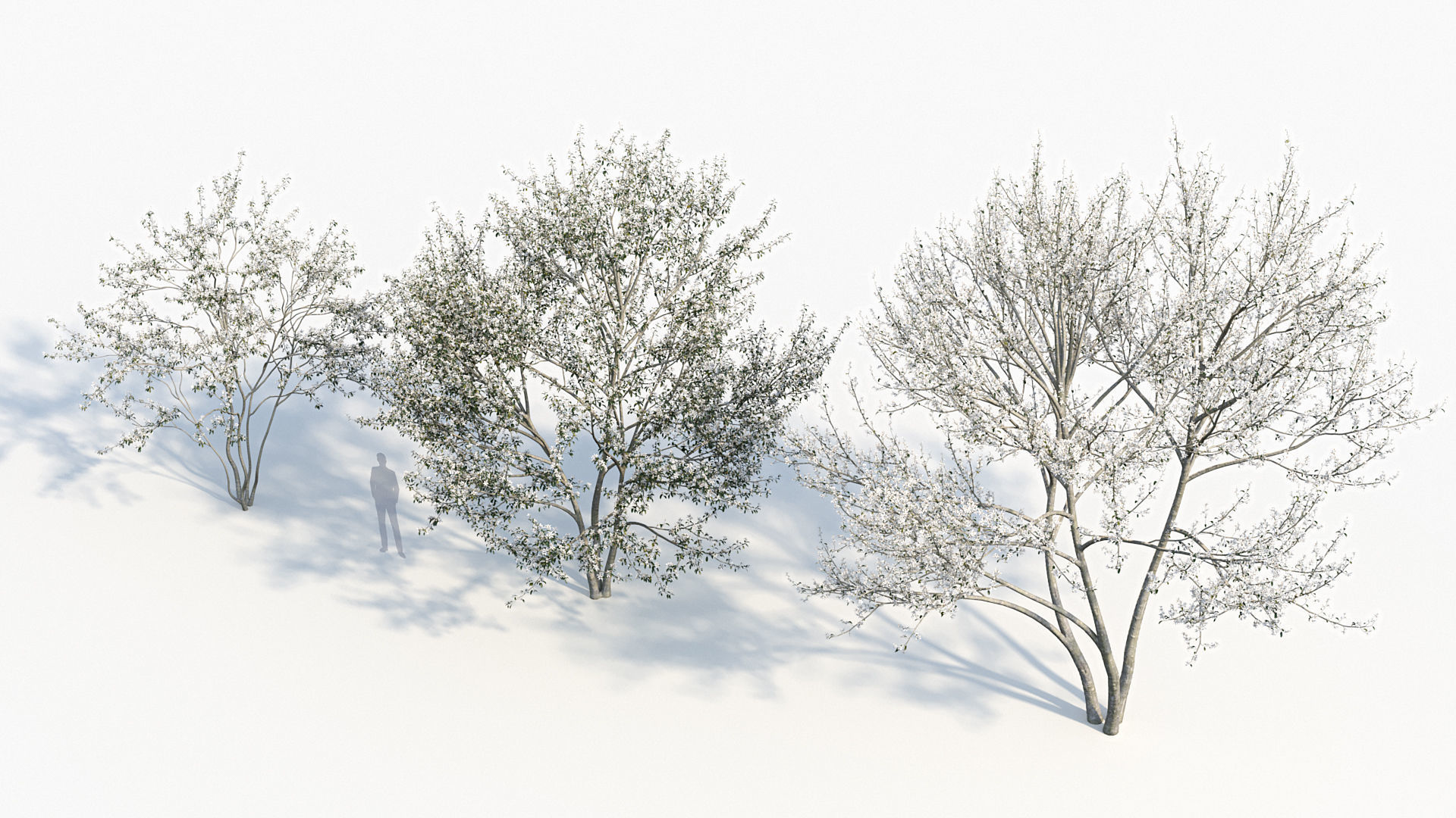 Amelanchier lamarckii Juneberry 3D model | CGTrader