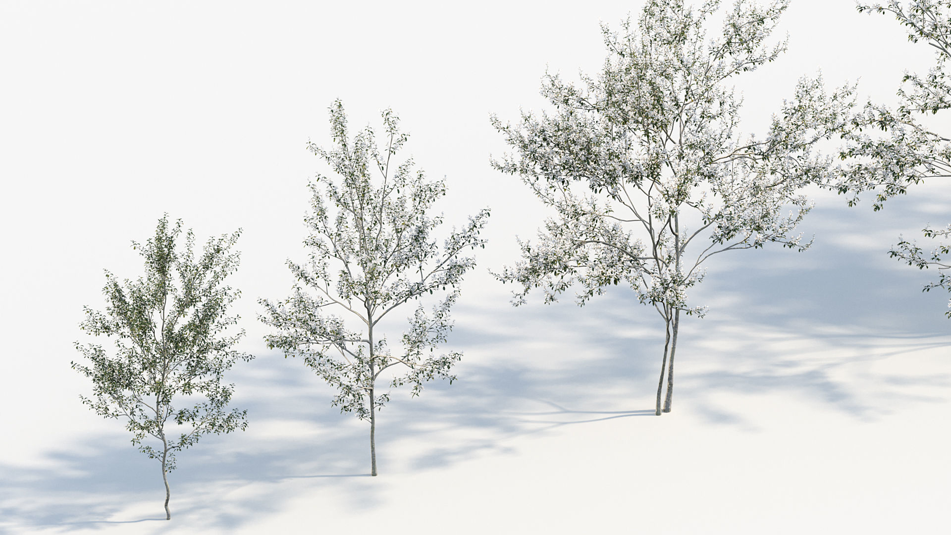 Amelanchier lamarckii Juneberry 3D model | CGTrader