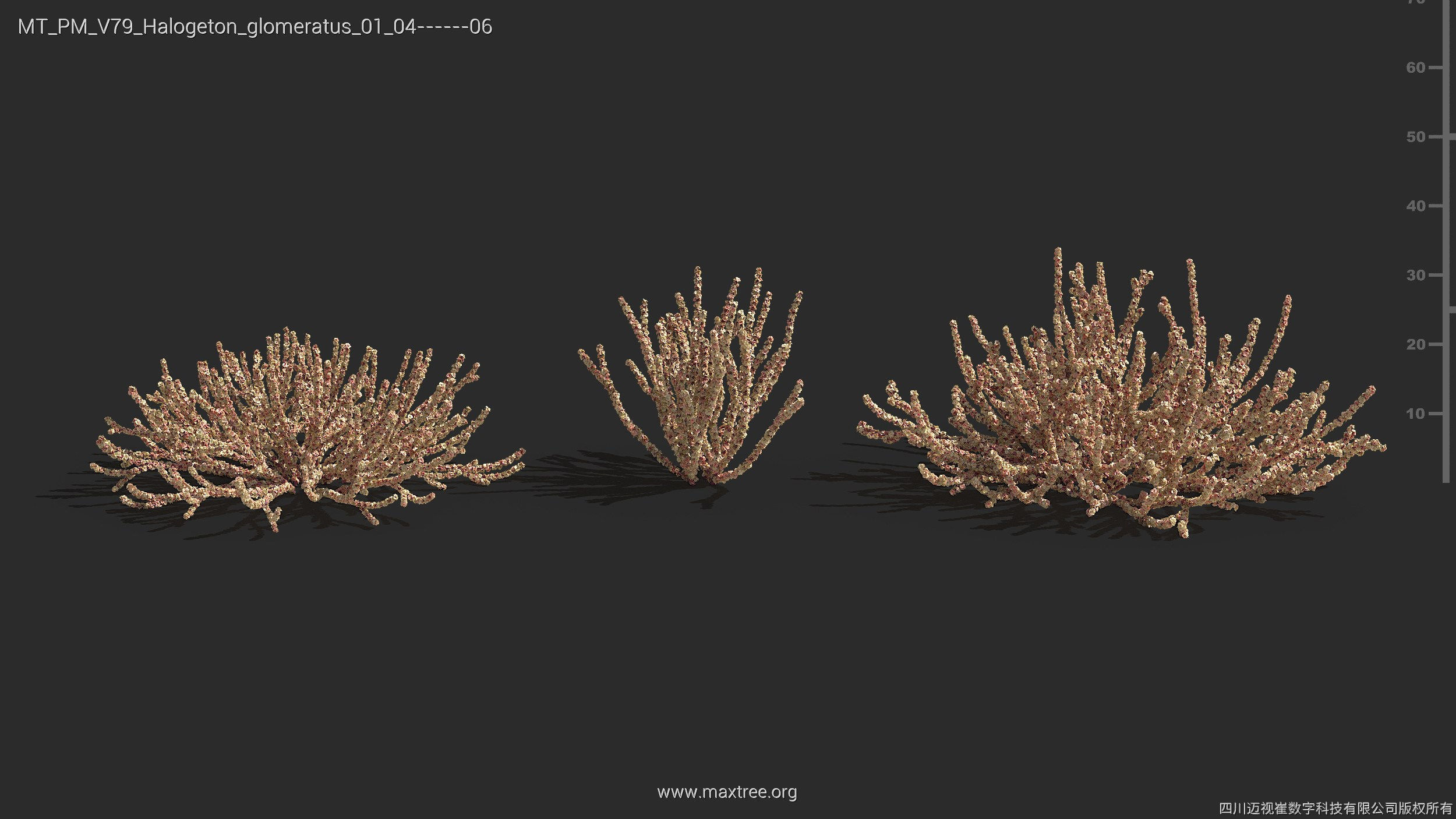 Maxtree Plant Models Vol 79 - Mesh 3D model | CGTrader