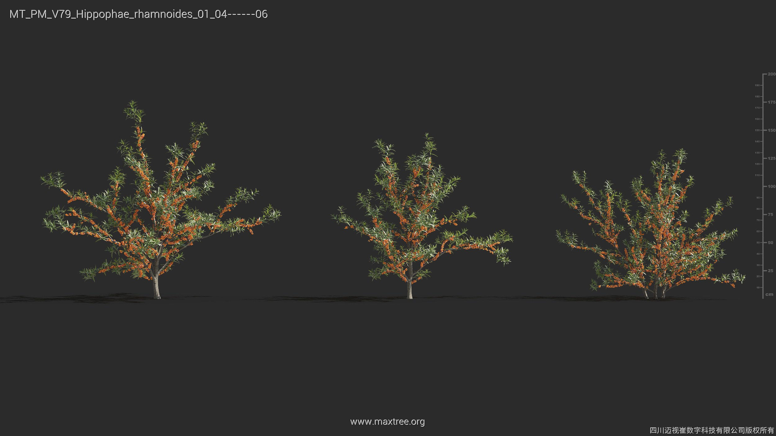 Maxtree Plant Models Vol 79 - Mesh 3D model | CGTrader