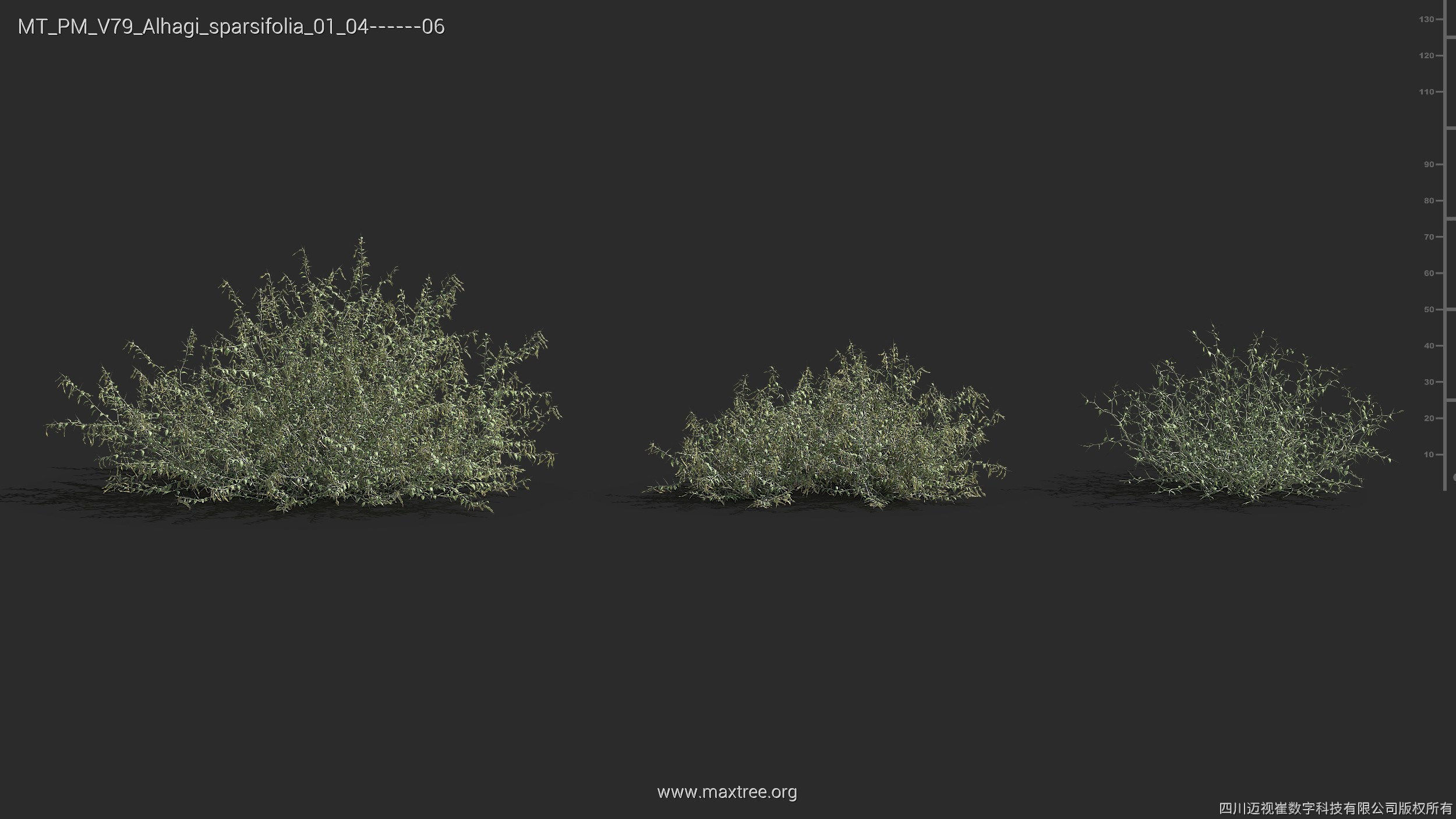 Maxtree Plant Models Vol 79 - Mesh 3D model | CGTrader