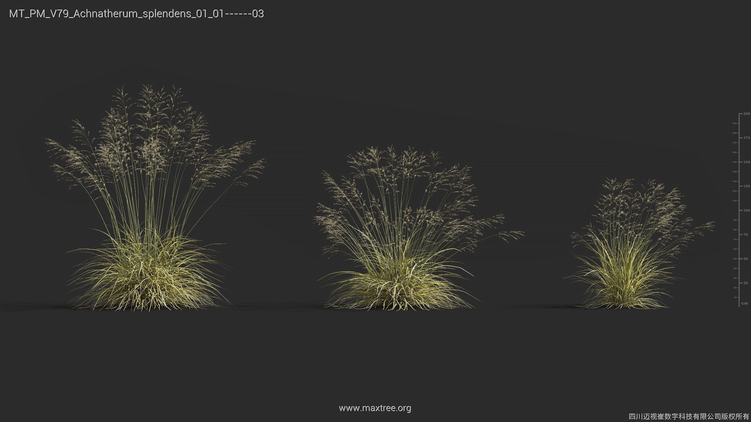 Maxtree Plant Models Vol 79 - Mesh 3D model | CGTrader