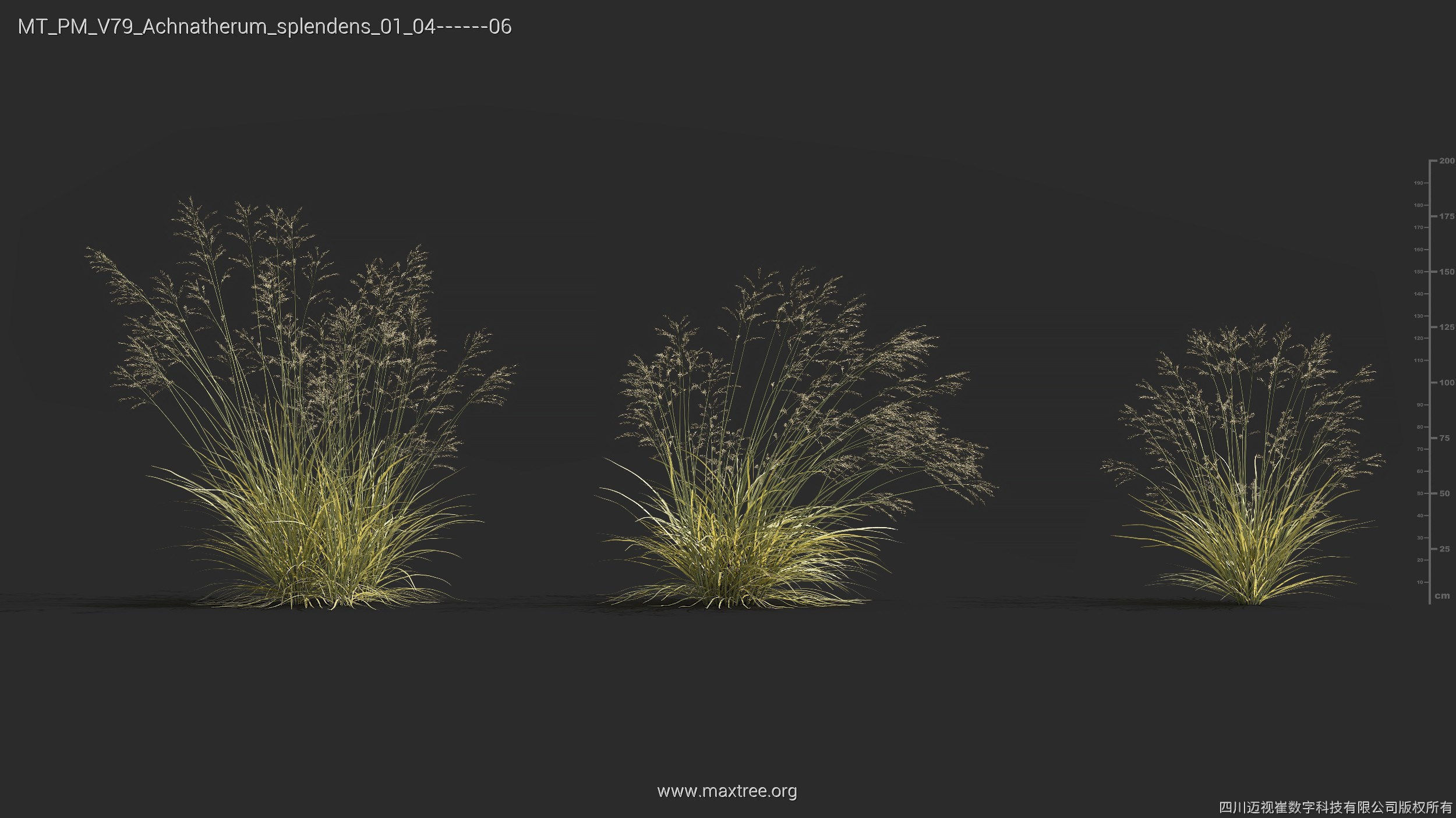Maxtree Plant Models Vol 79 - Mesh 3D model | CGTrader