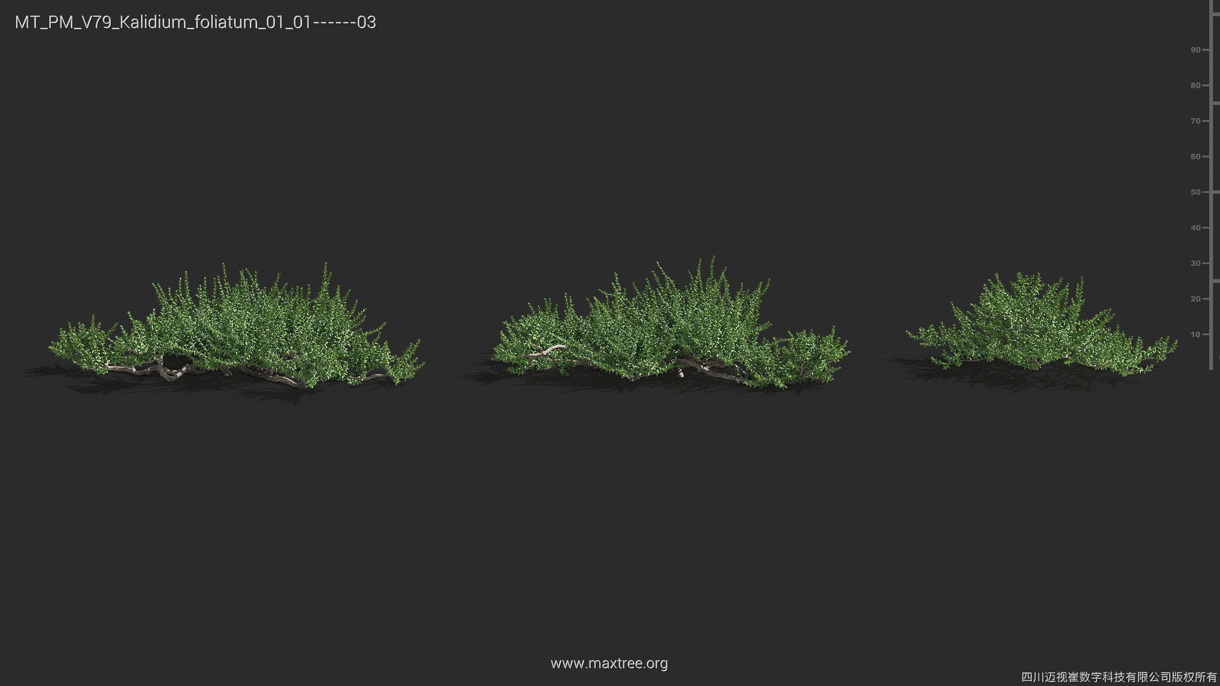 Maxtree Plant Models Vol 79 - Mesh 3D model | CGTrader