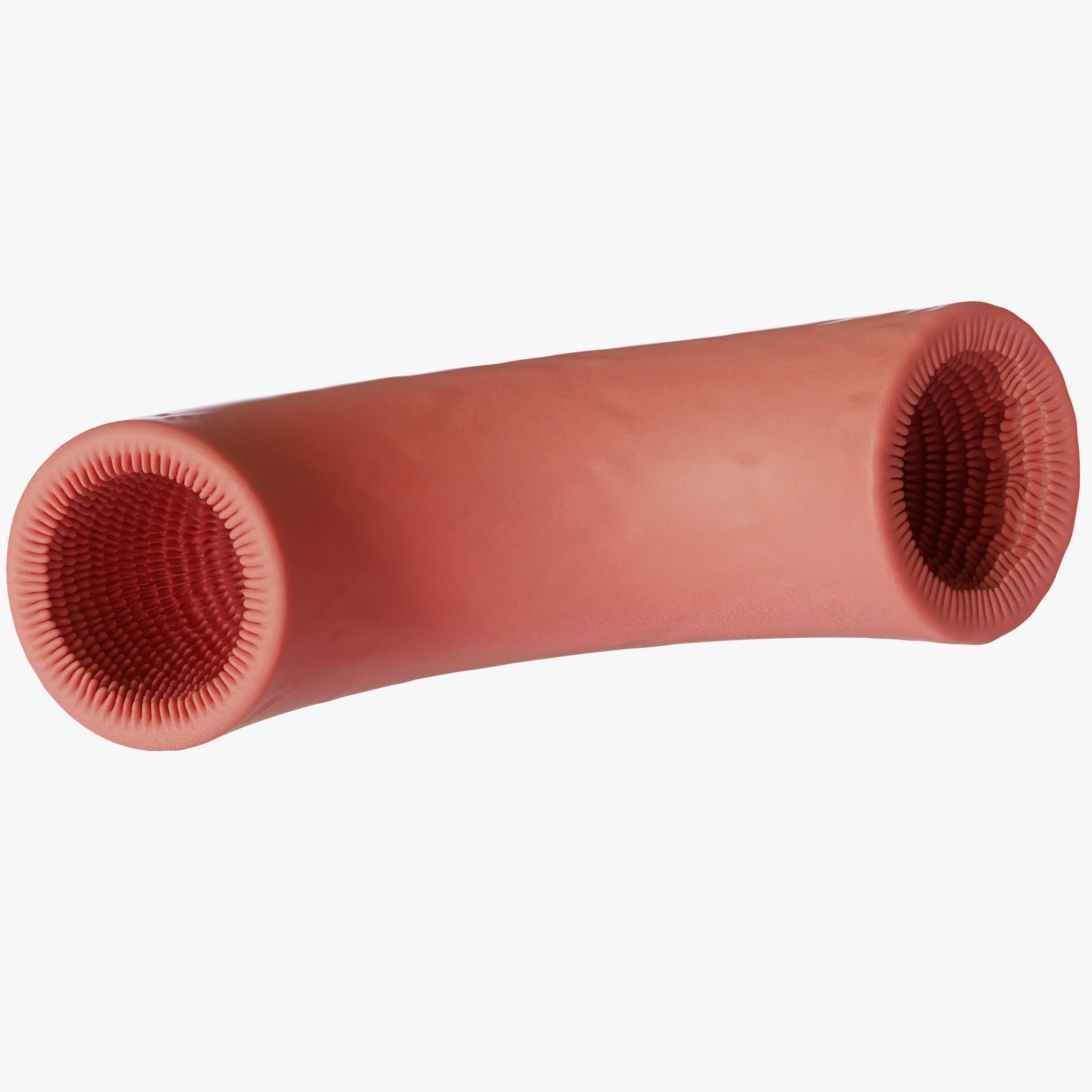 Intestinal villi Animation 3D model animated | CGTrader