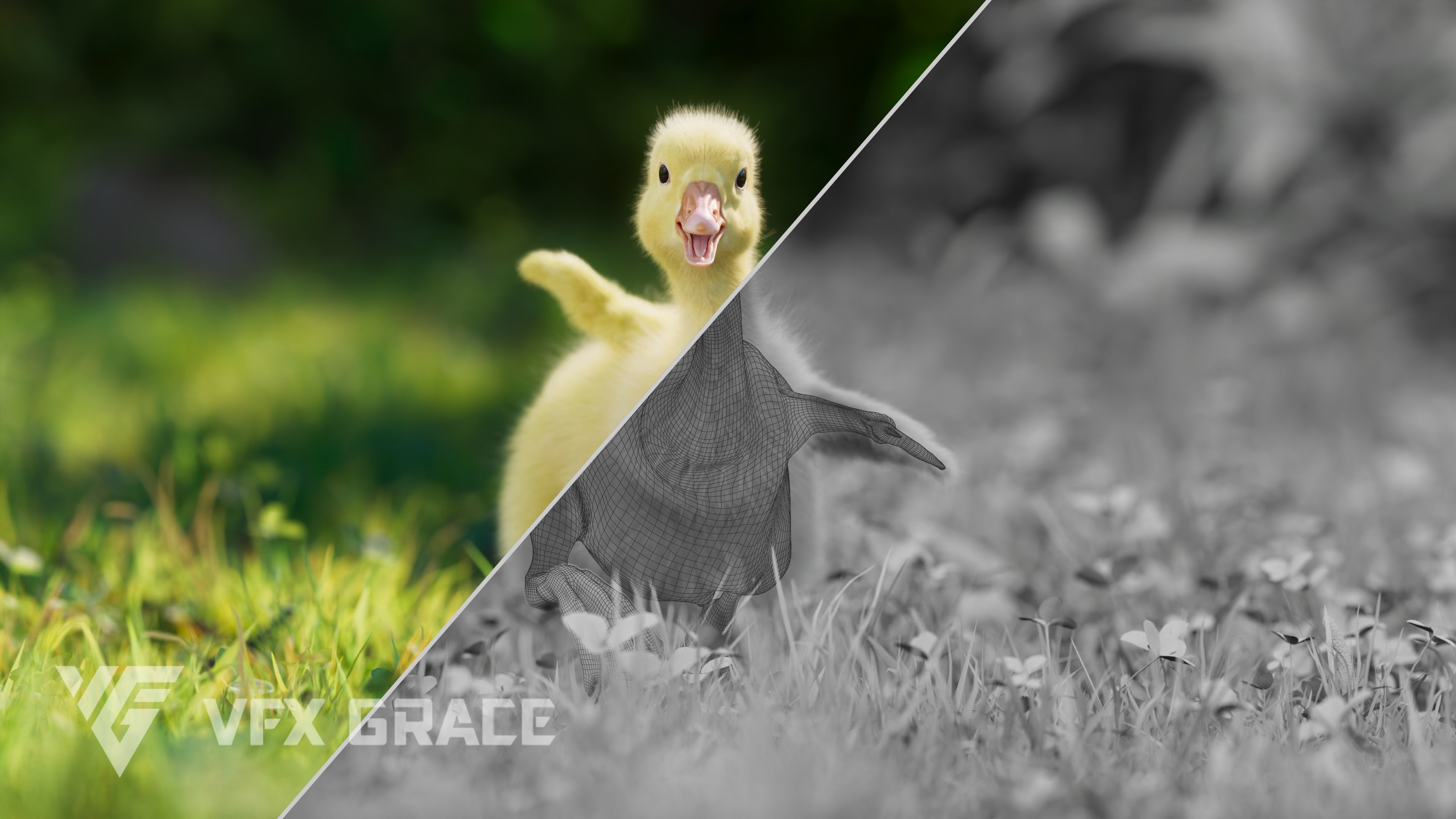 Little Goose Animation VFX Grace 3D model animated rigged | CGTrader