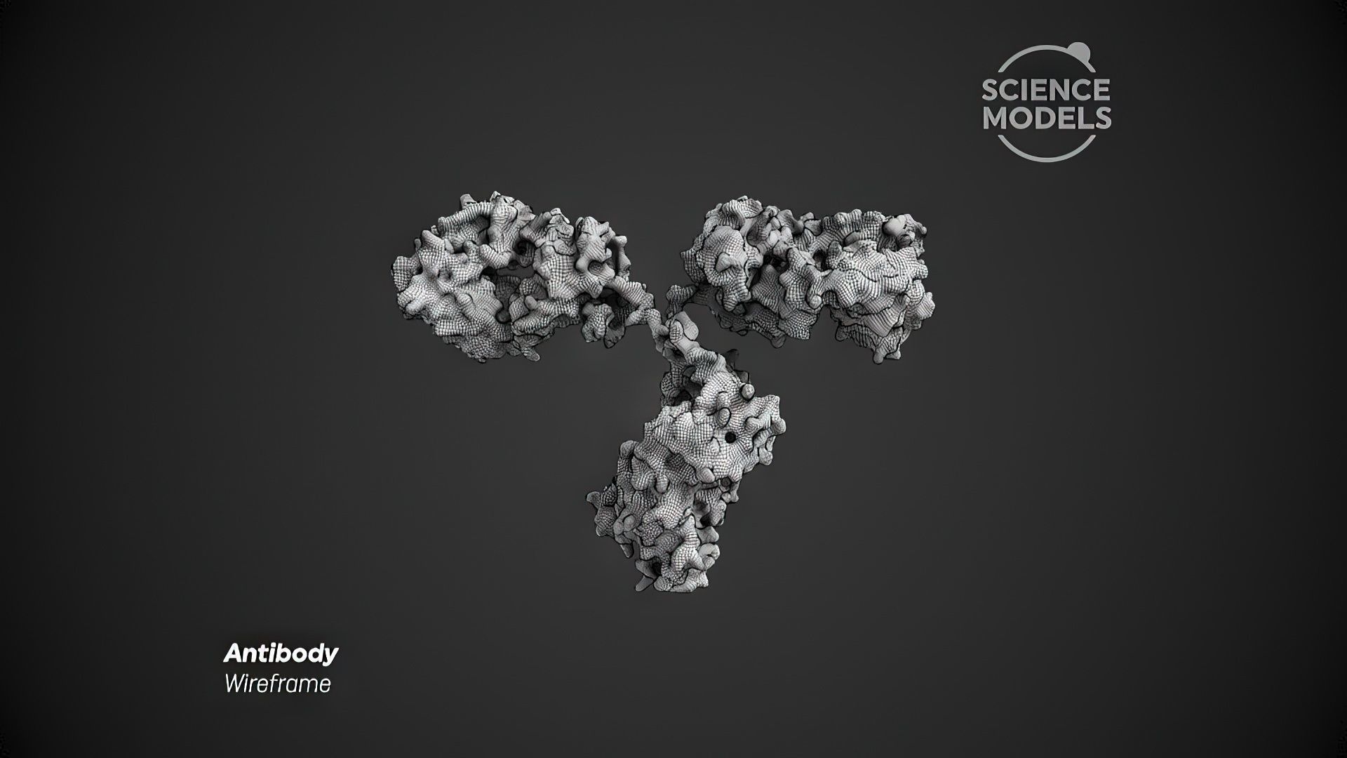 Antibody 1igt 3D model | CGTrader