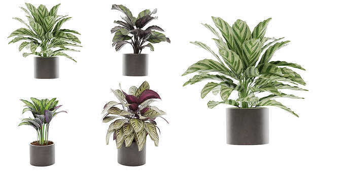 Calathea Collection - Blender model 3D model | CGTrader