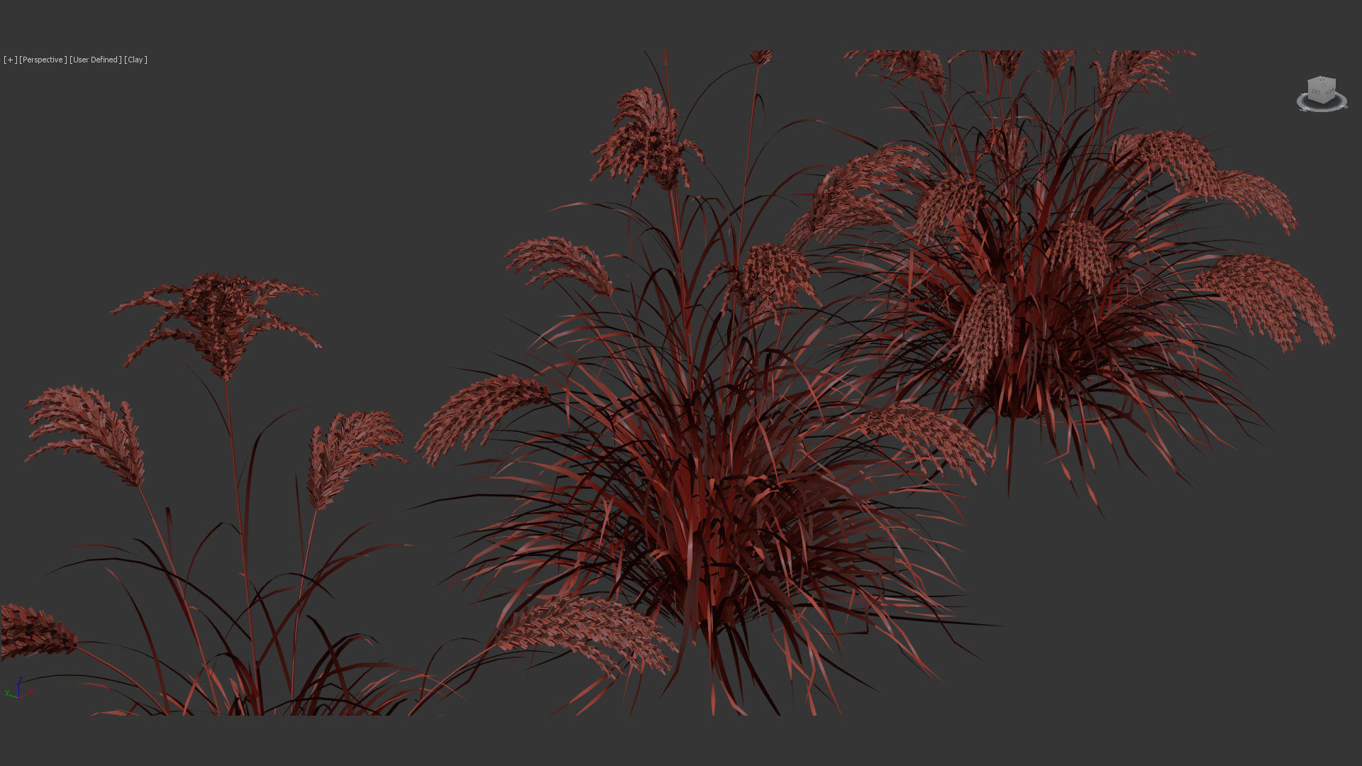 Miscanthus sacchariflorus Amur silver grass 3D Model 01 3D model | CGTrader
