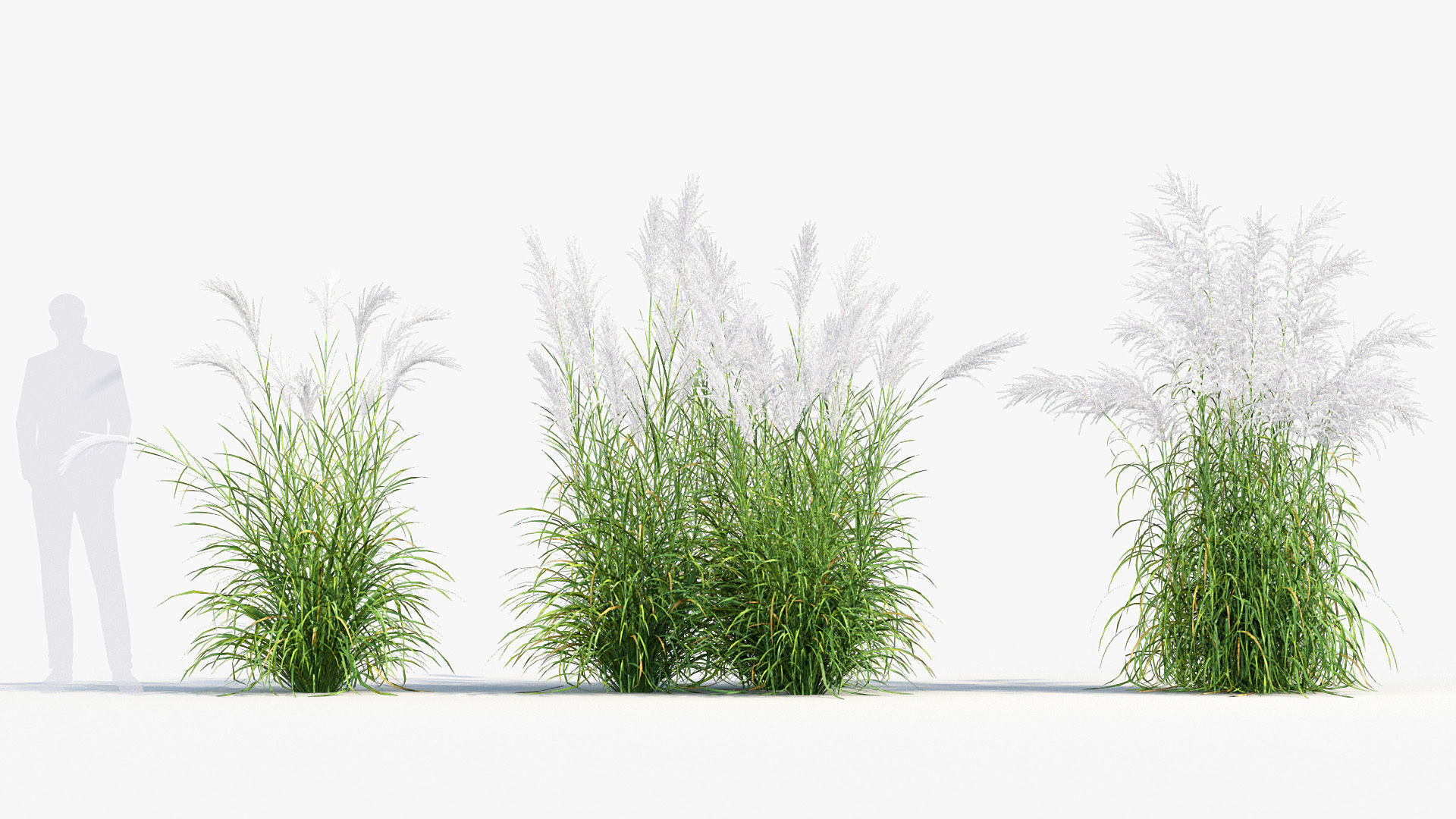 Miscanthus sacchariflorus Amur silver grass 3D Model 02 3D model | CGTrader