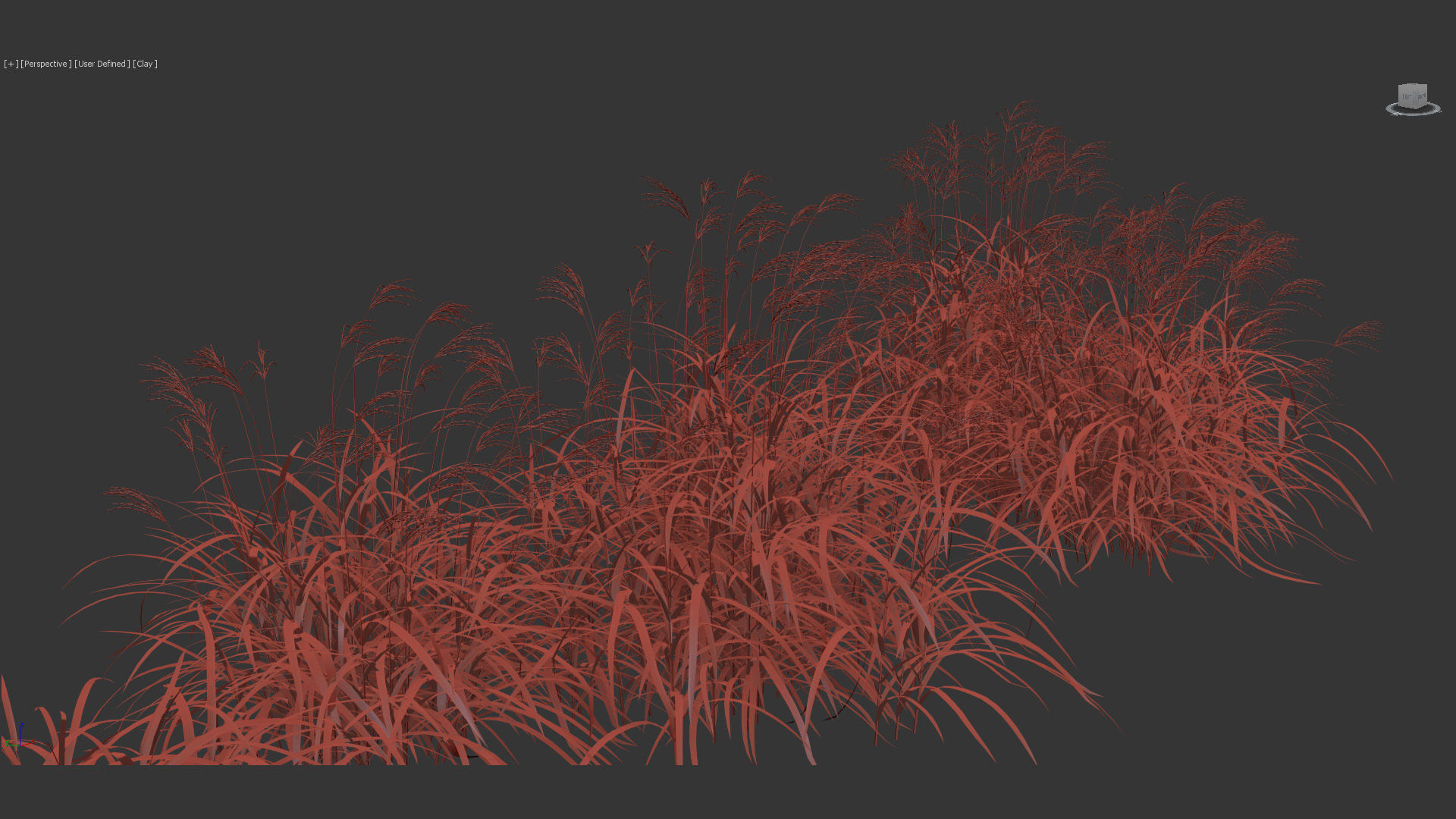 Miscanthus sinensis zebrinus Zenra grass 3D Model 01 3D model | CGTrader