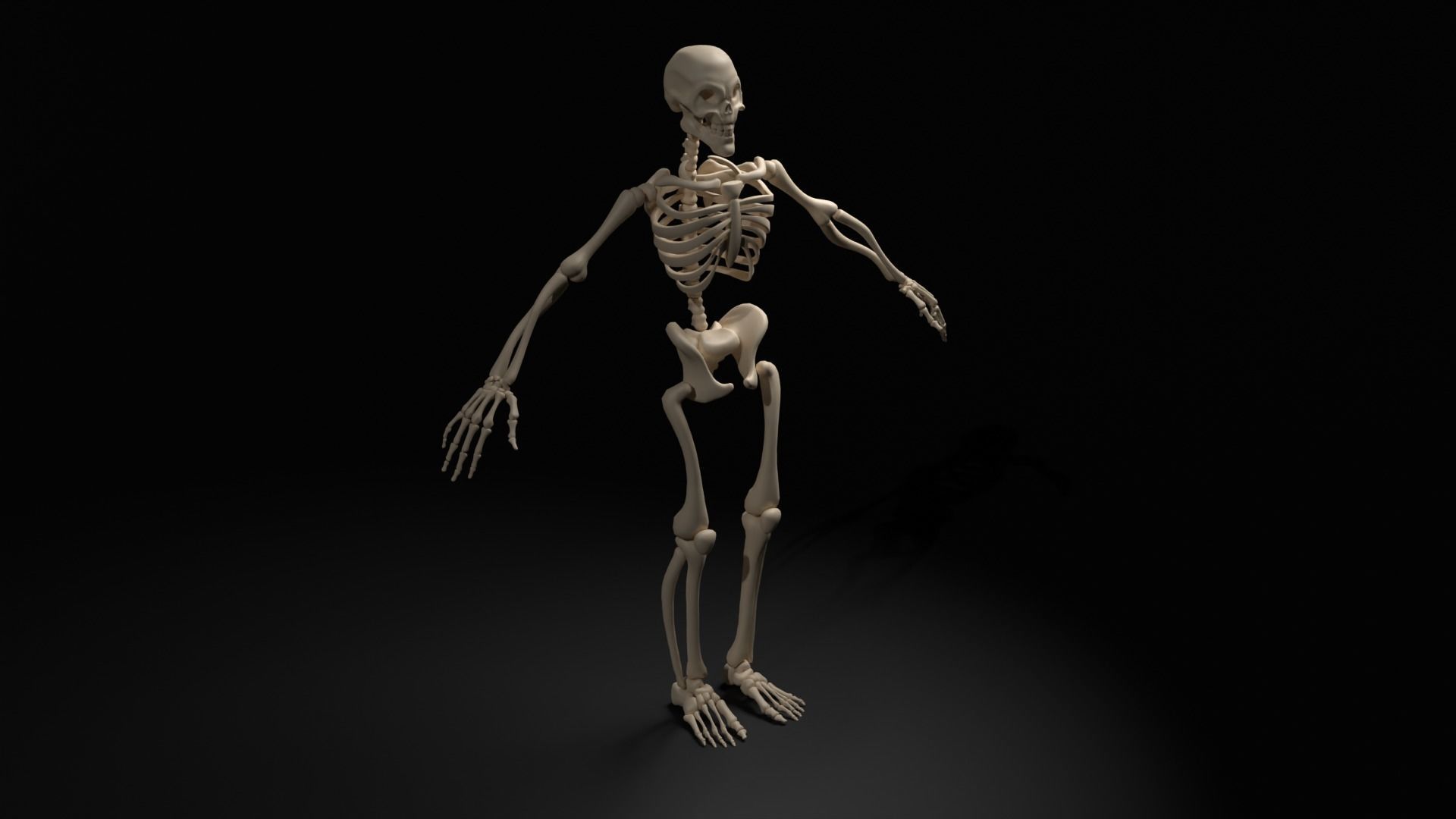 Skeleton 3D model | CGTrader