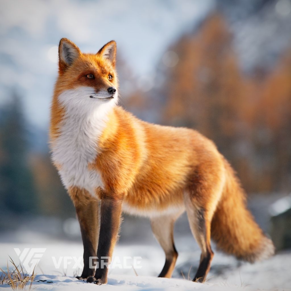 Red Fox Animation VFX Grace 3D model animated rigged | CGTrader