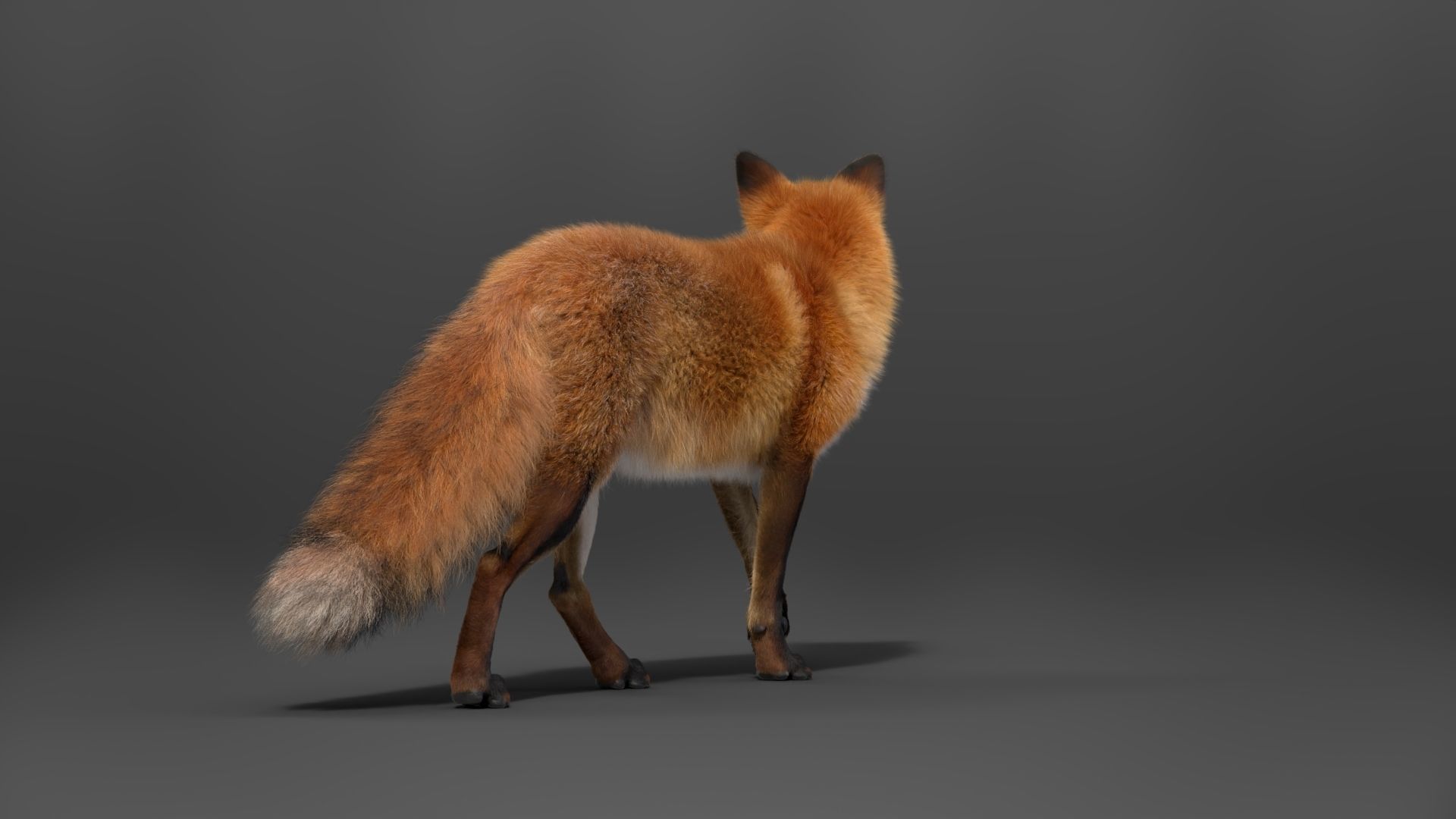 Red Fox Animation VFX Grace 3D model animated rigged | CGTrader