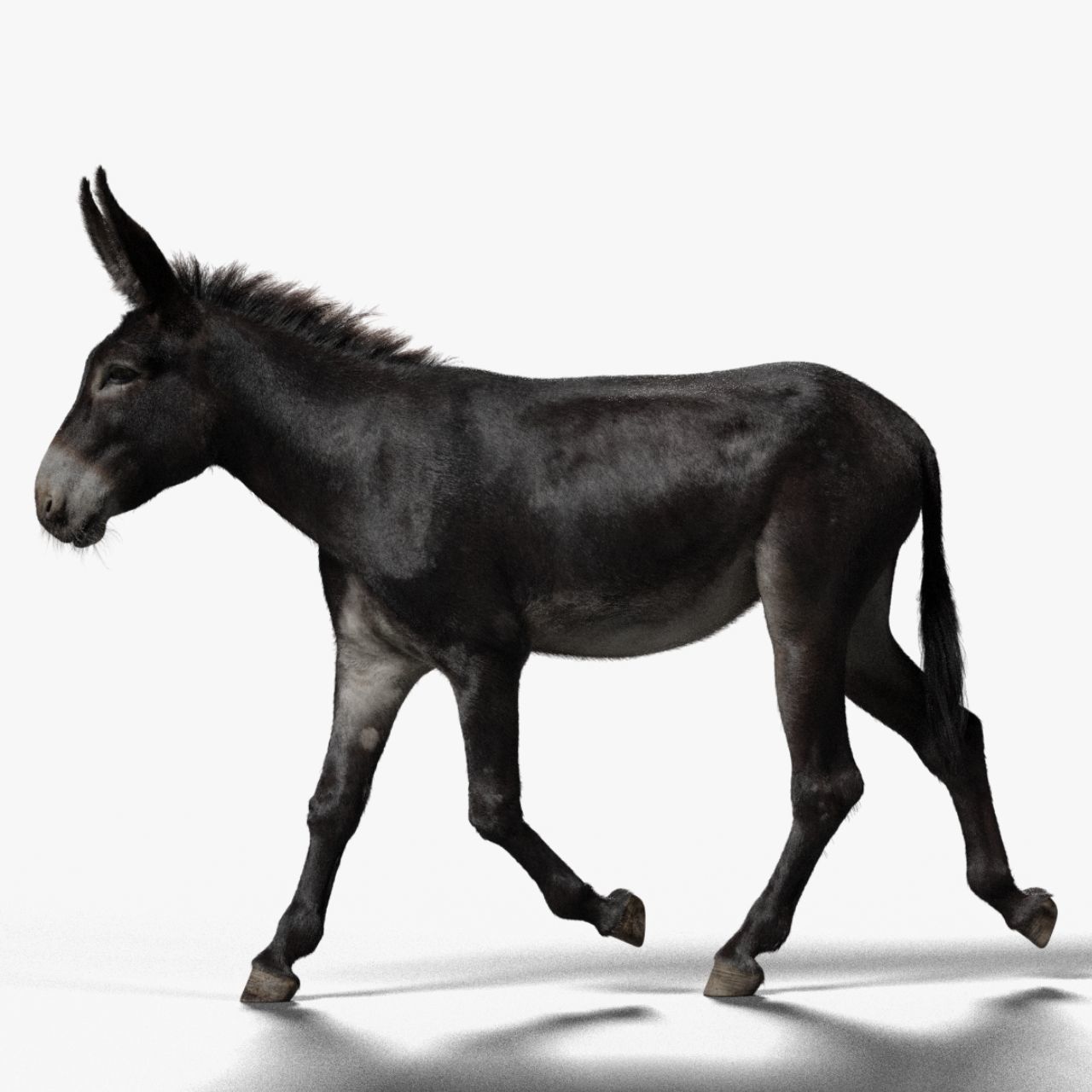 Donkey Animation VFX Grace 3D model animated rigged | CGTrader