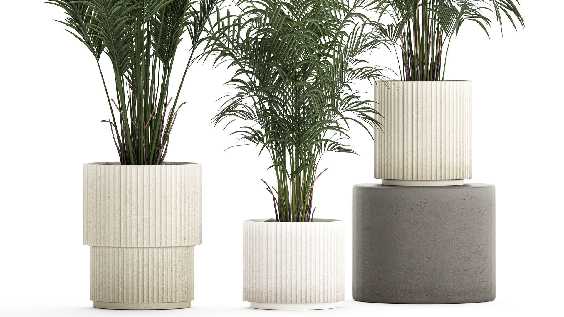 Beautiful Howea forsteriana palm trees in flower pots 1268 3D model ...