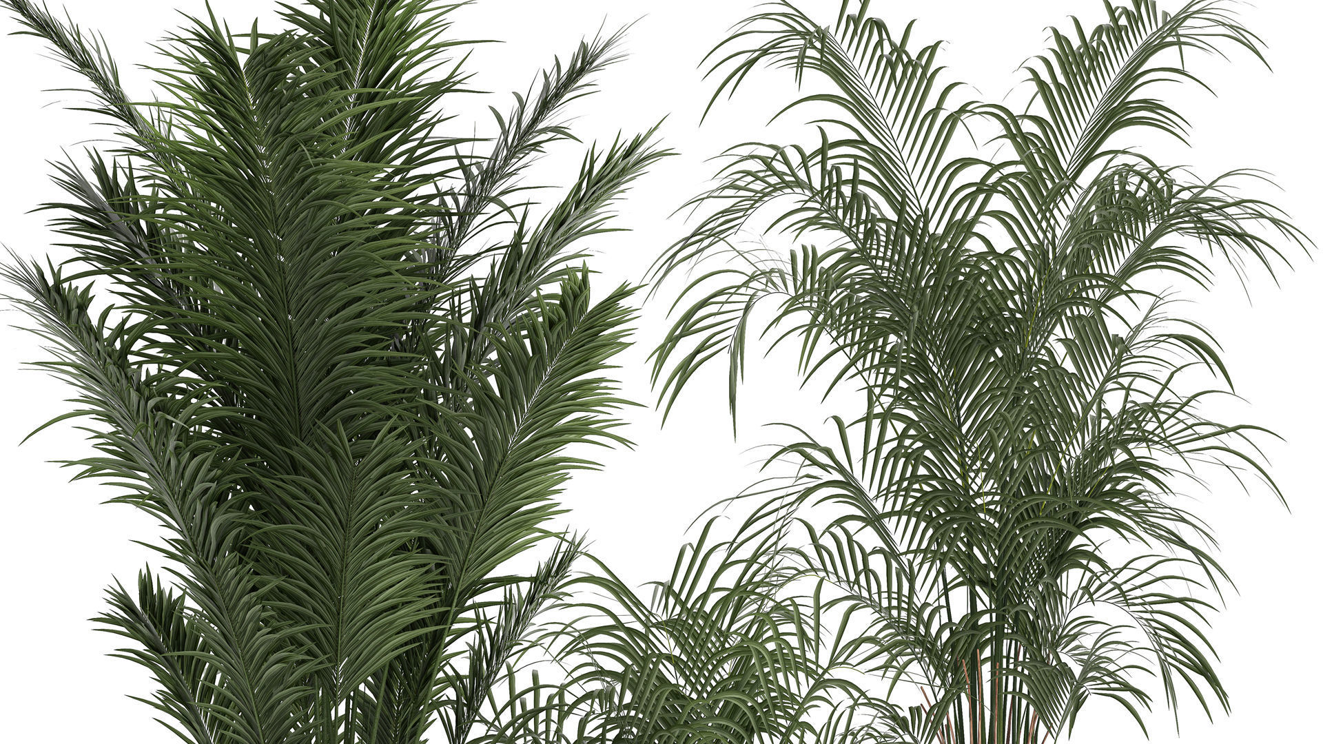 Beautiful Howea forsteriana palm trees in flower pots 1268 3D model ...