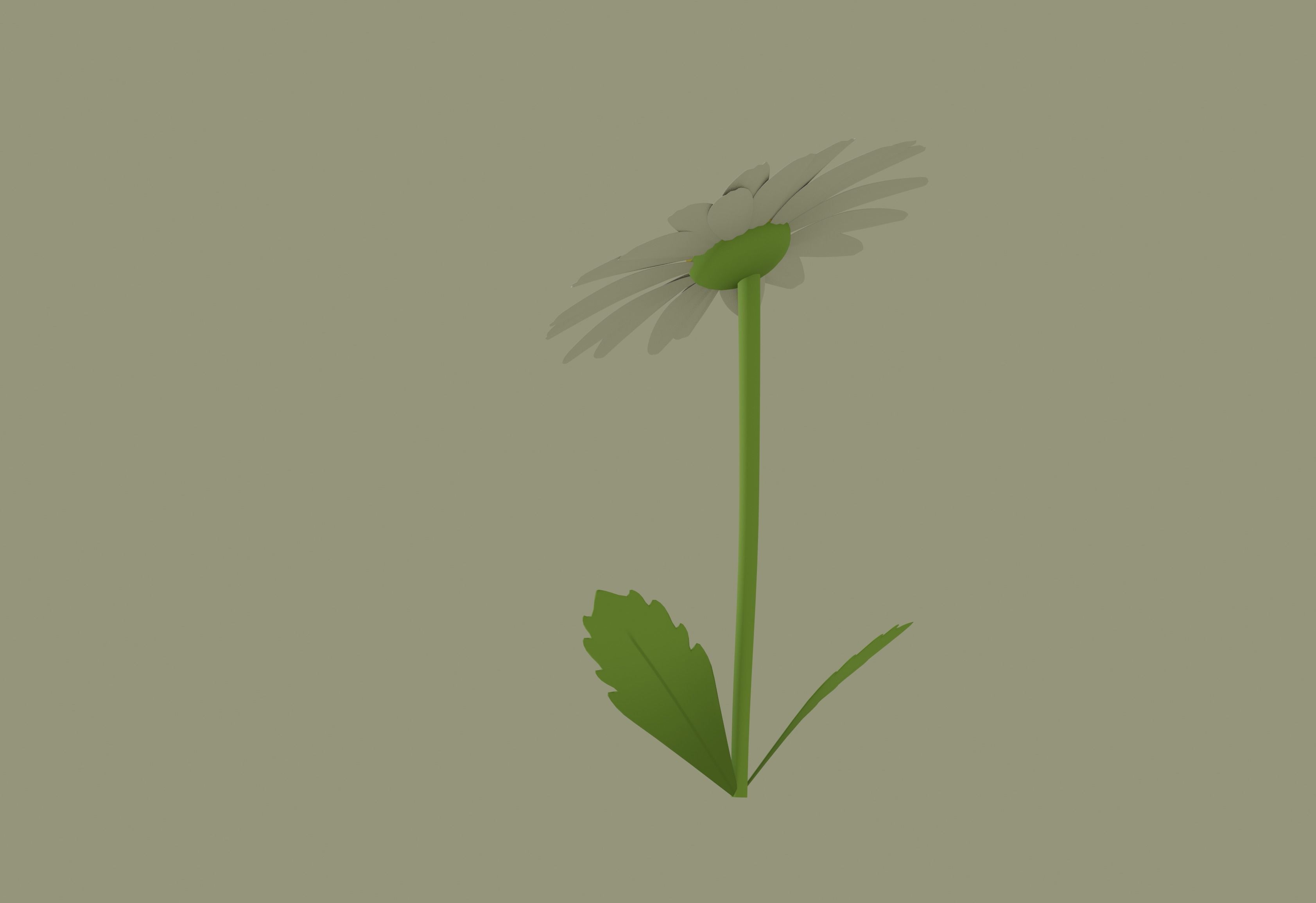 3D model Daisy Flower VR / AR / low-poly | CGTrader
