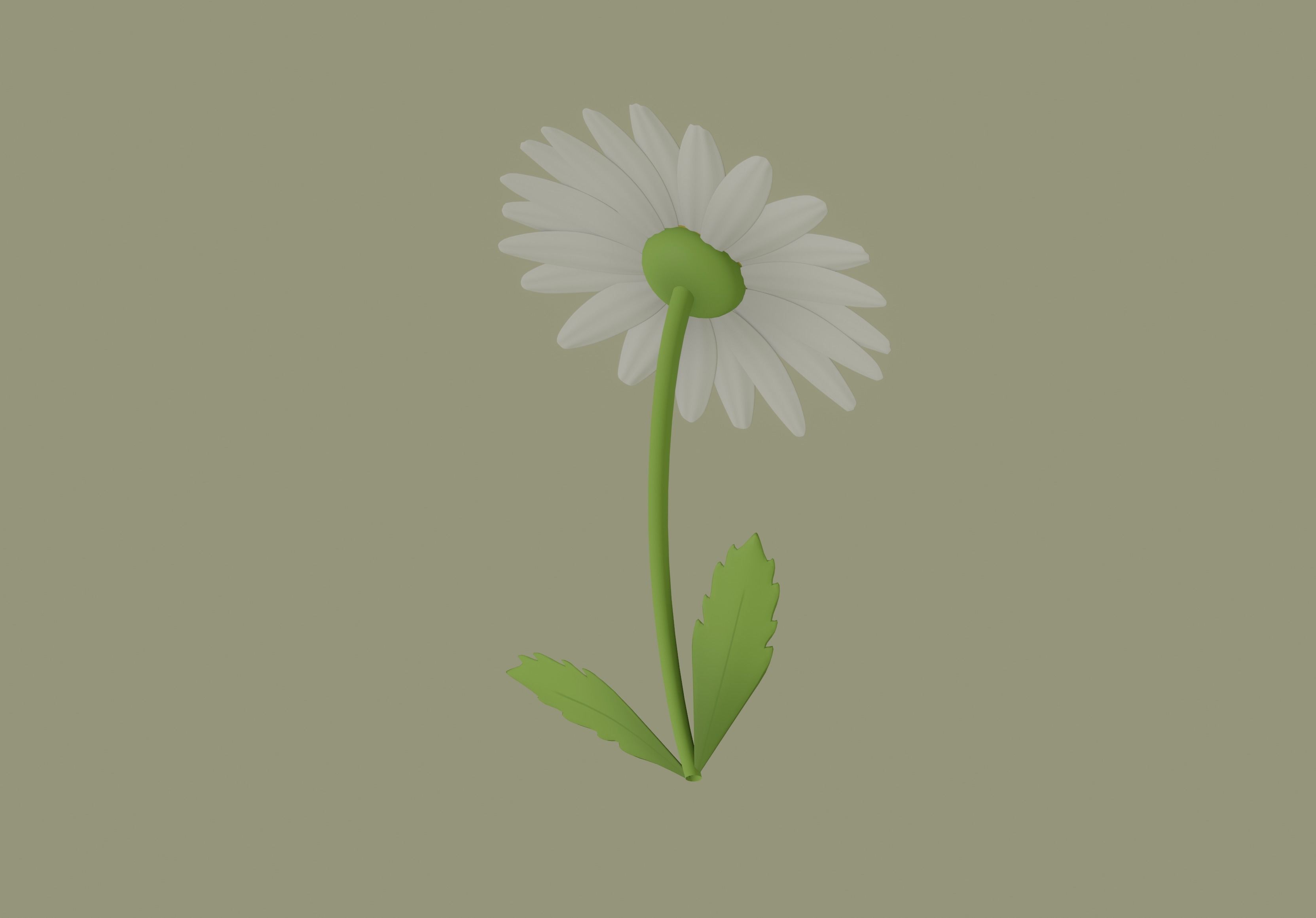 3D model Daisy Flower VR / AR / low-poly | CGTrader
