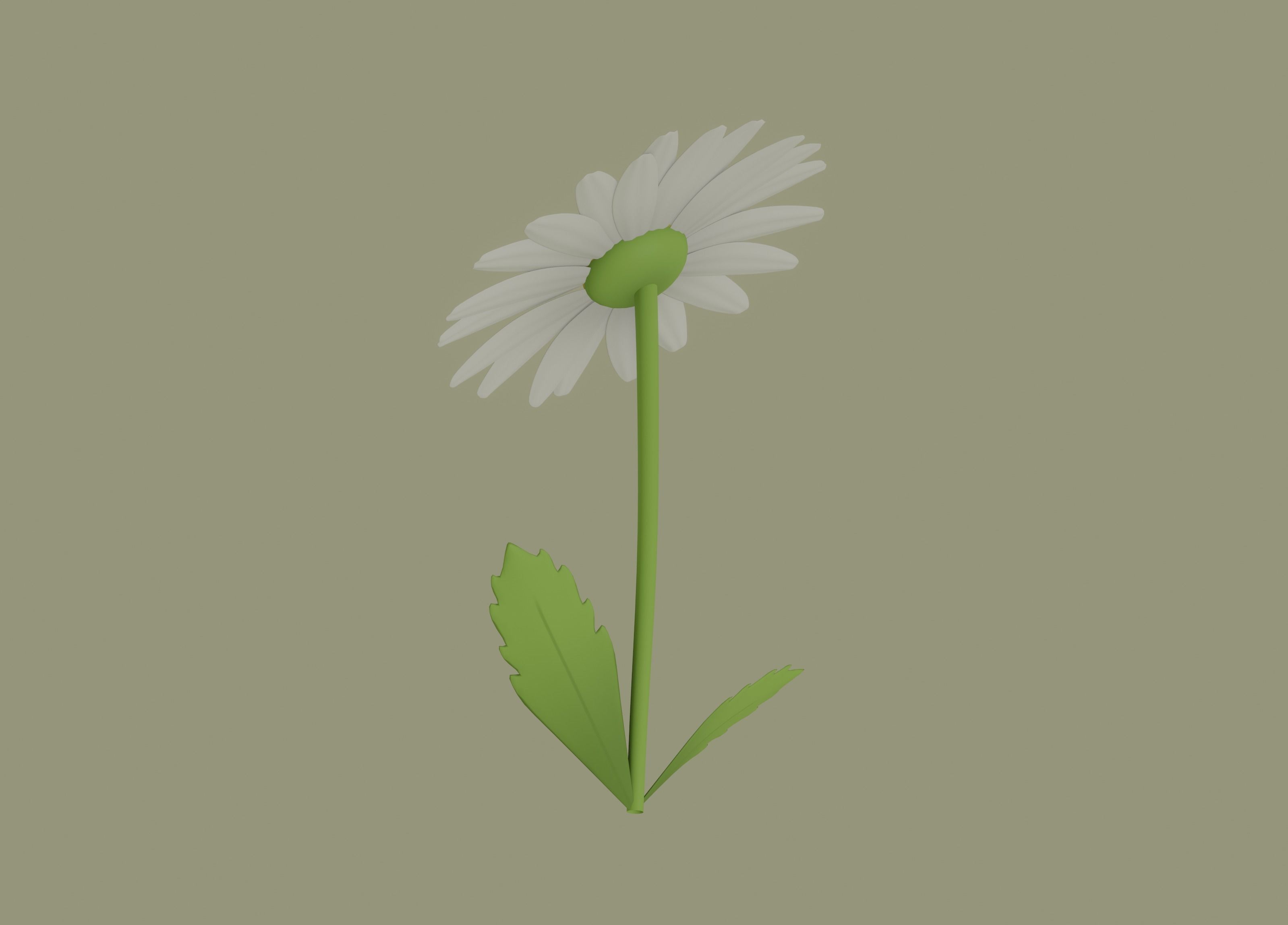3D model Daisy Flower VR / AR / low-poly | CGTrader