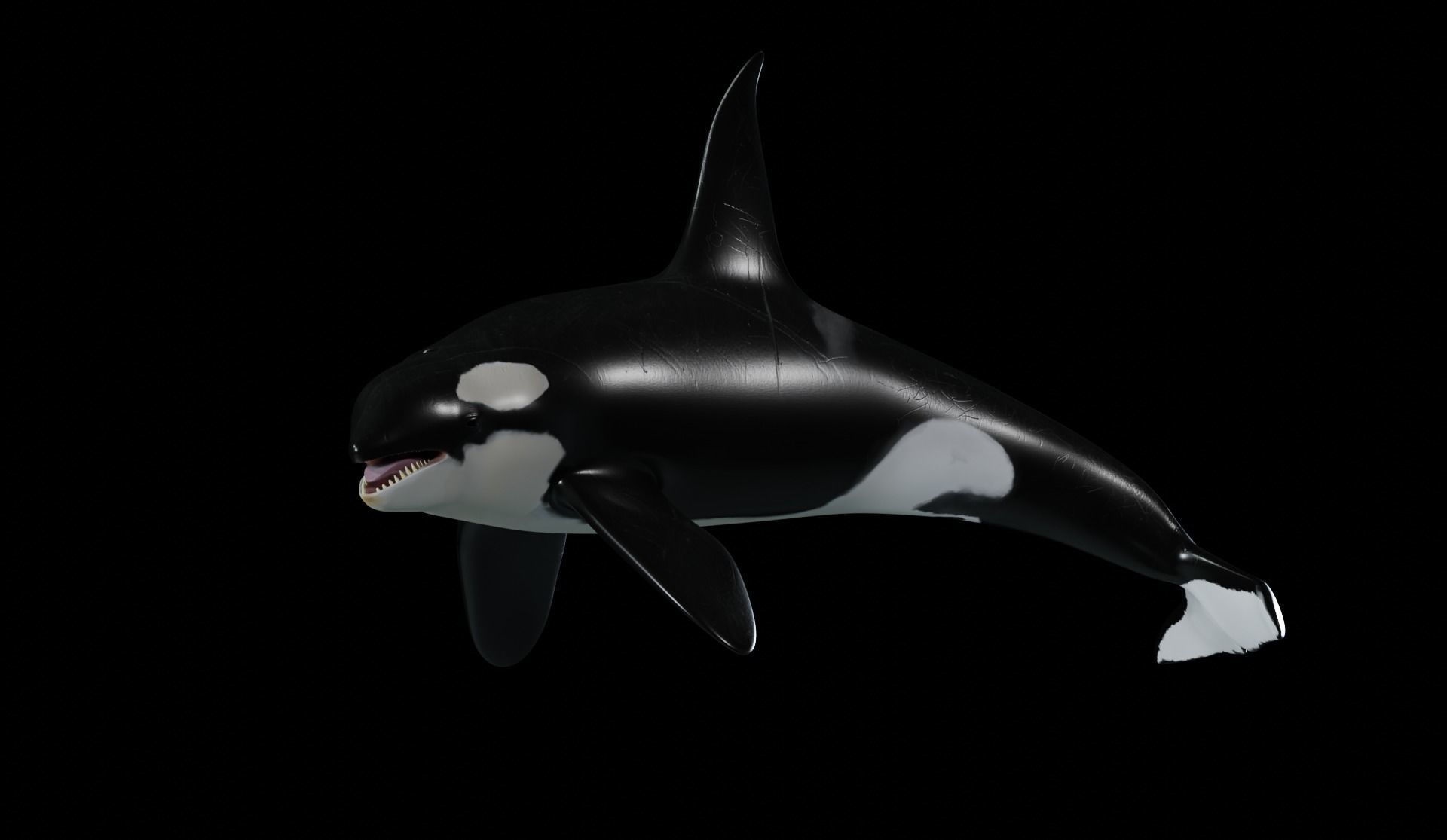 Killer Whale 3D model rigged | CGTrader