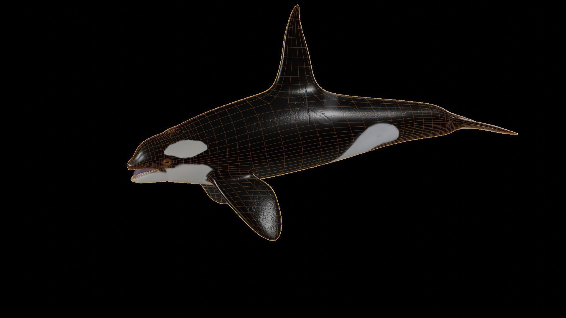 Killer Whale 3D model rigged | CGTrader