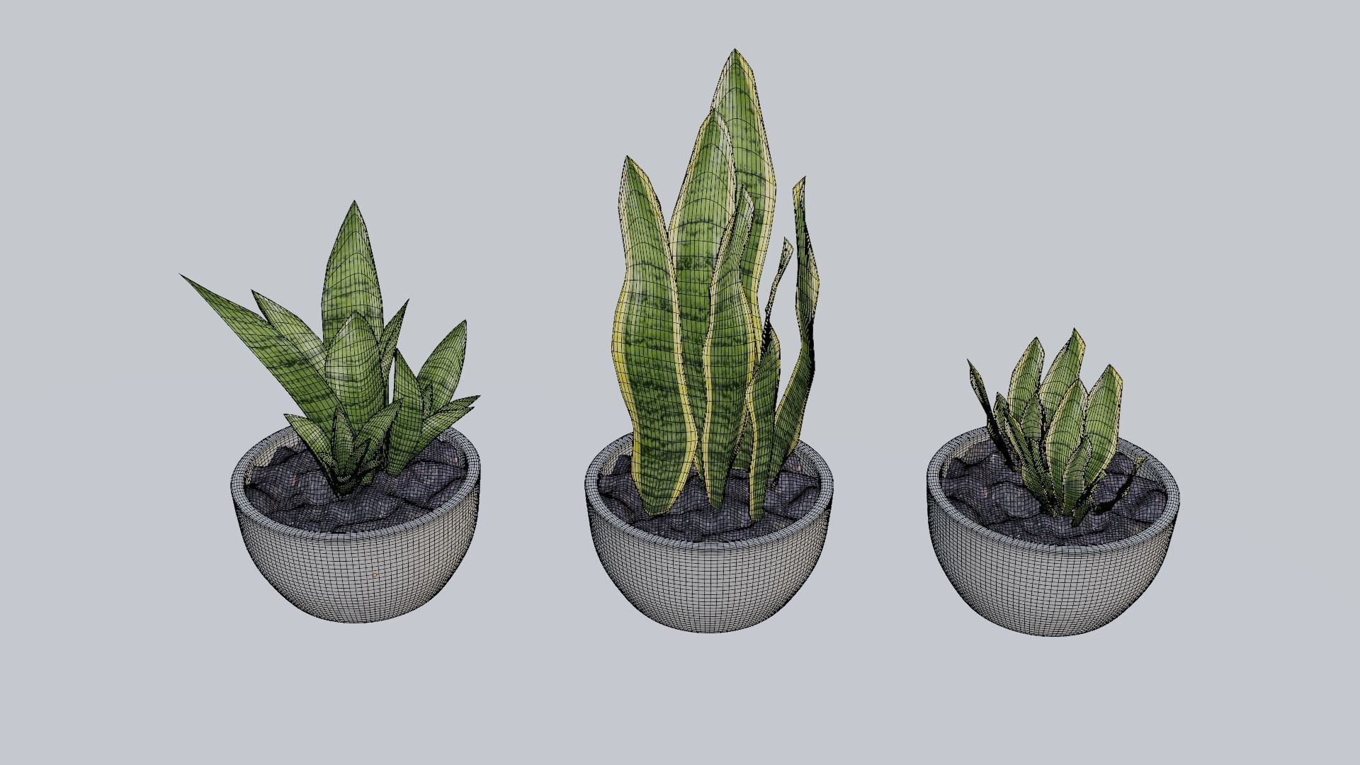 3D model Snake plant 3d Model VR / AR / low-poly | CGTrader