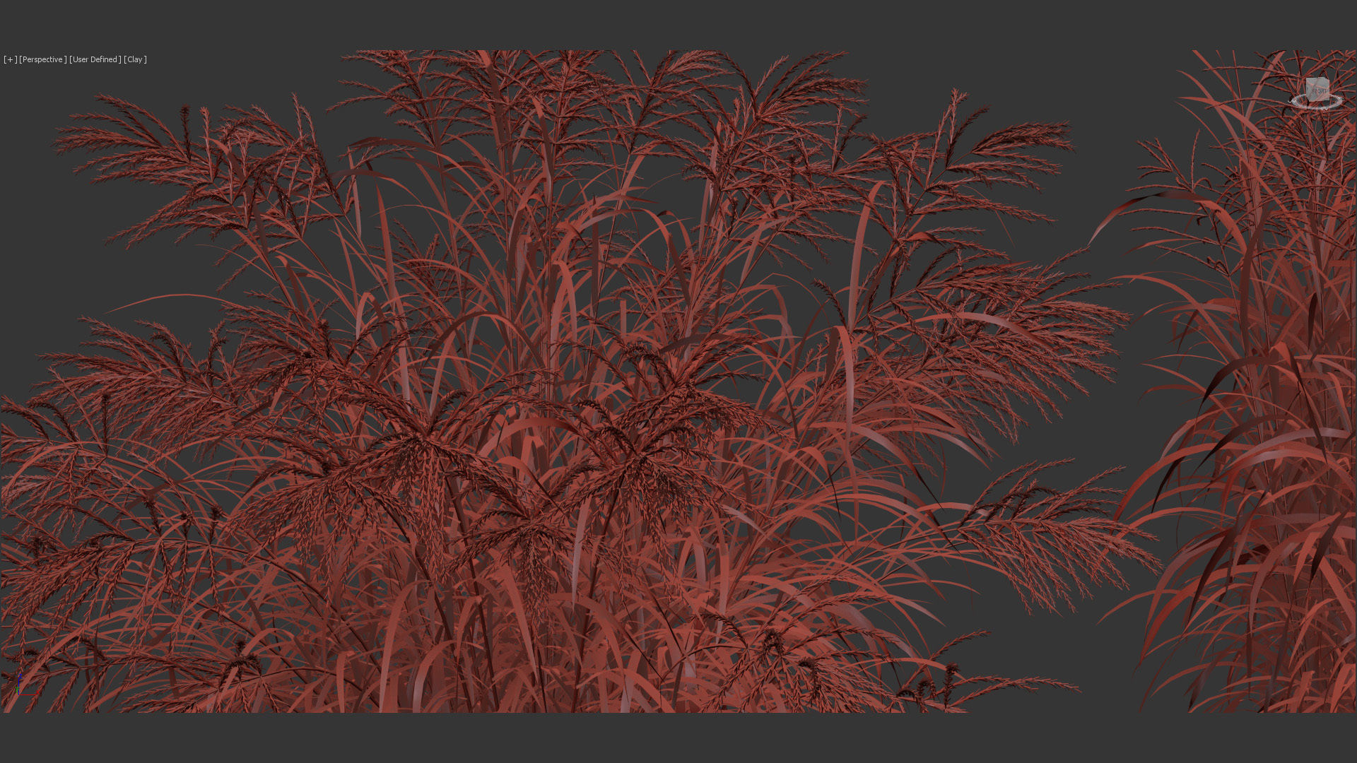 Miscanthus sinensis zebrinus Zenra grass 3D Model 02 3D model | CGTrader