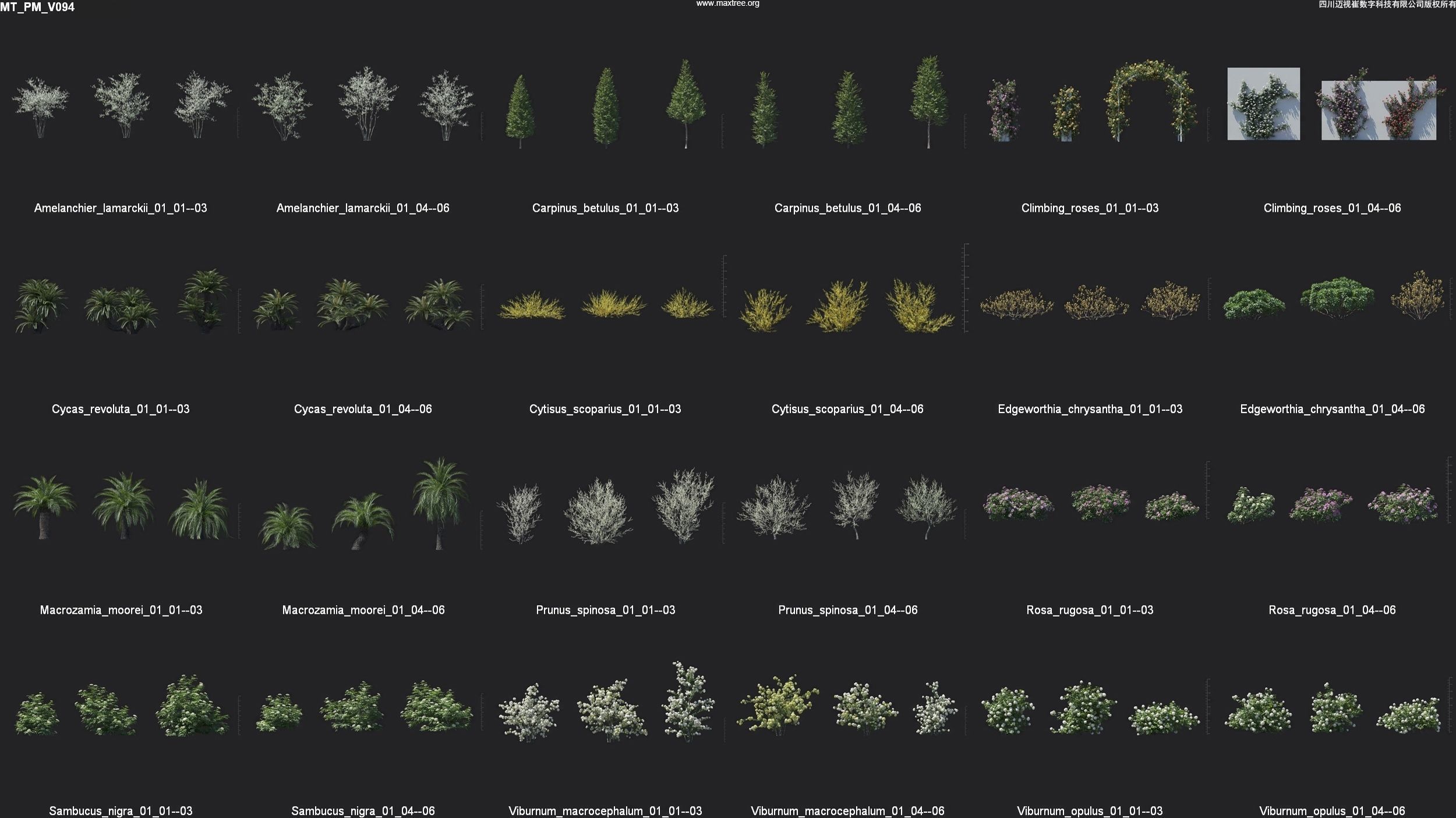 Maxtree Plant Models Vol 94 - Mesh 3D model | CGTrader