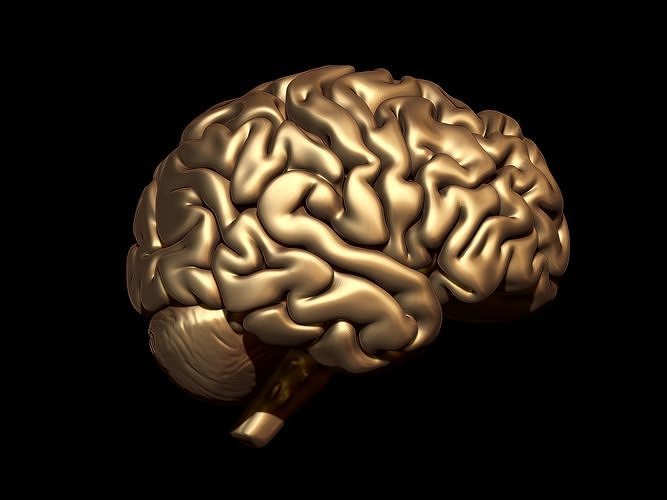 Brain 3D model 3D model 3D printable | CGTrader