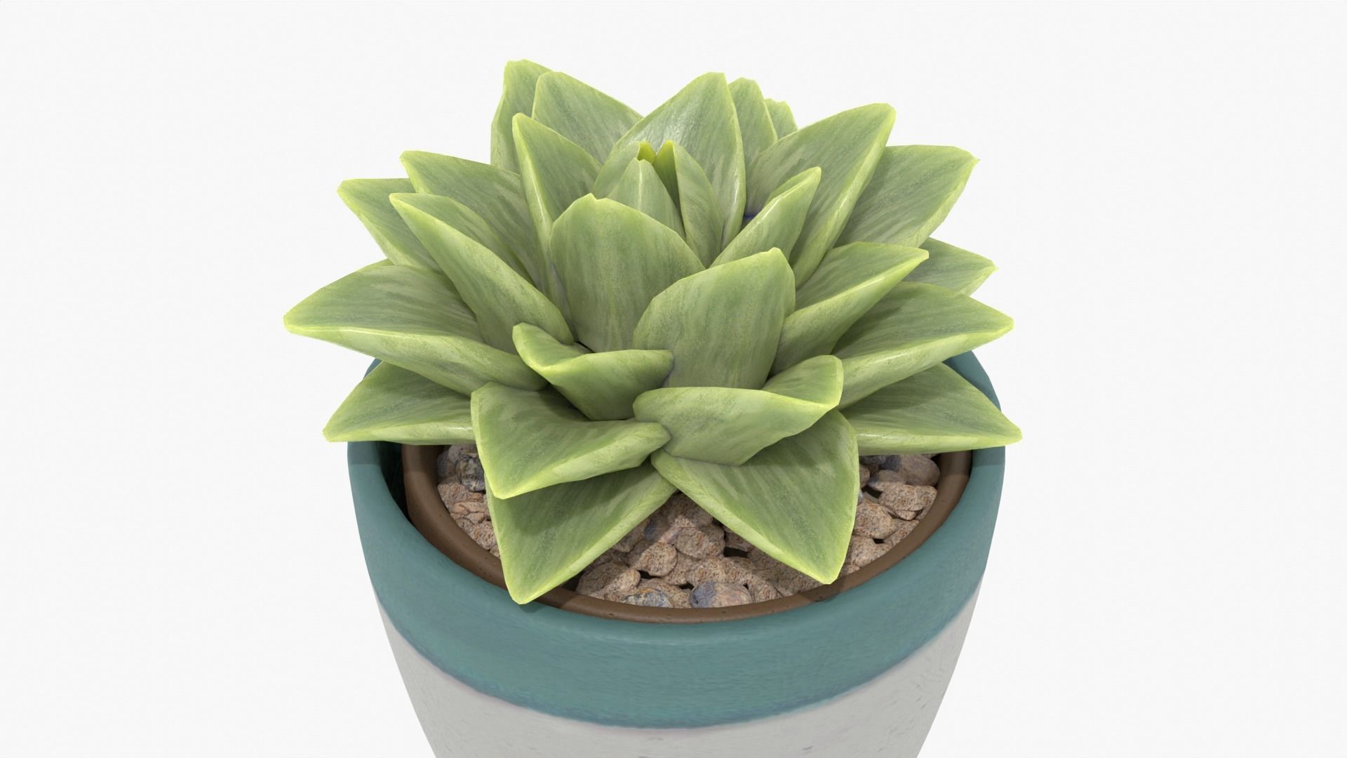 Suculent Vase 3D model | CGTrader