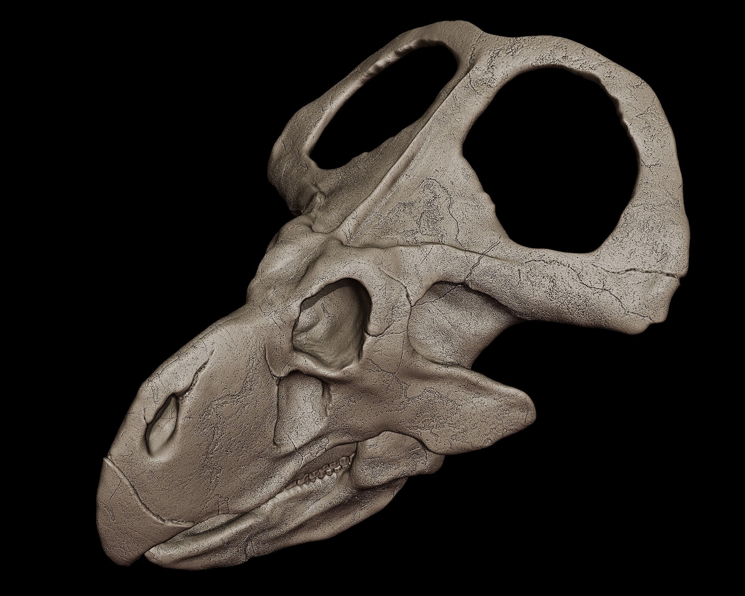 Protoceratops Skull 3D model 3D printable | CGTrader