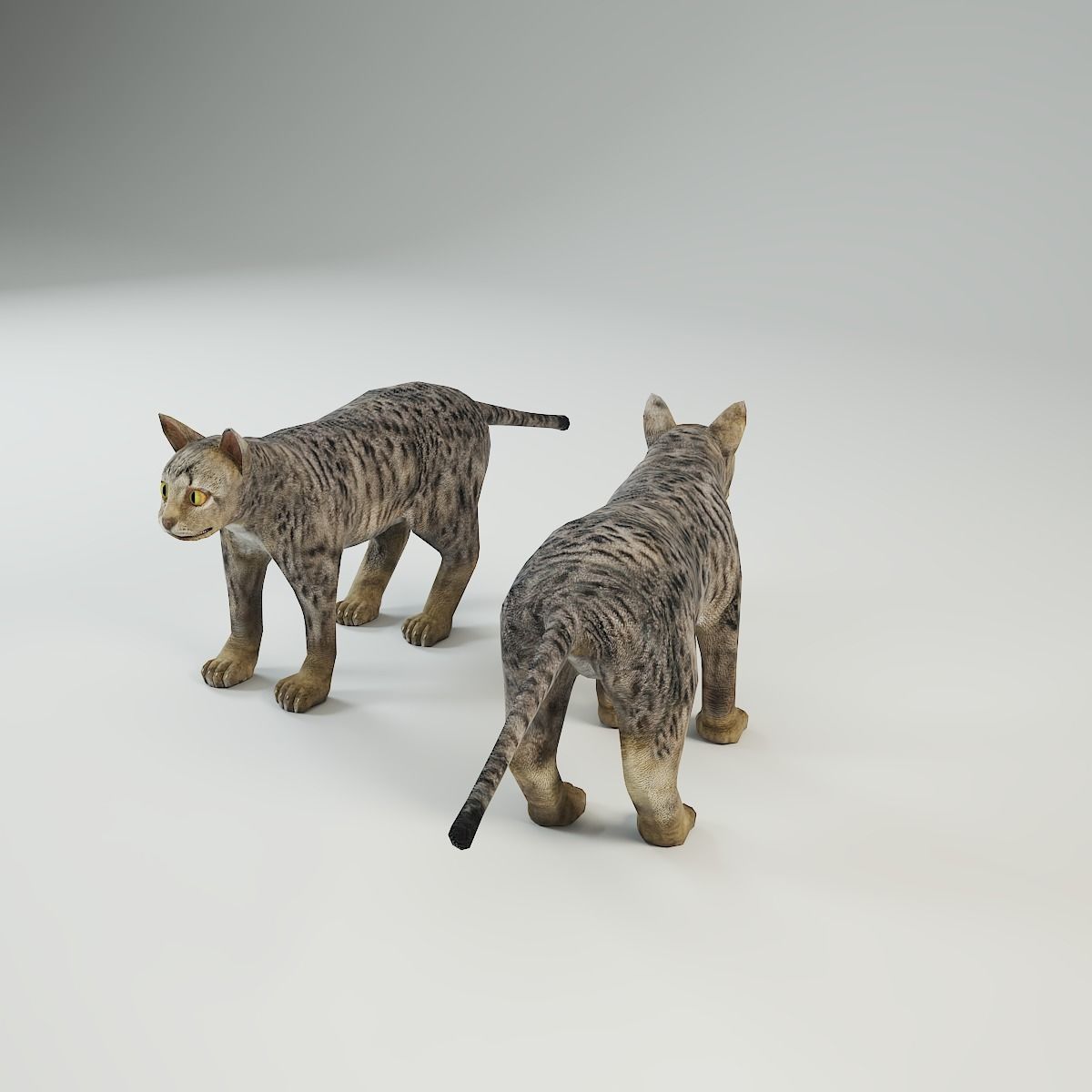 3D realistic cat 3D model | CGTrader