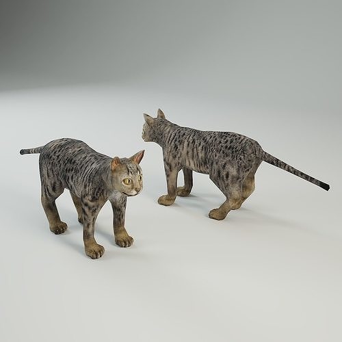 3D realistic cat 3D model | CGTrader