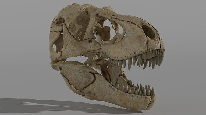 Tyrannosaurus Rex Skull Model 3D model | CGTrader