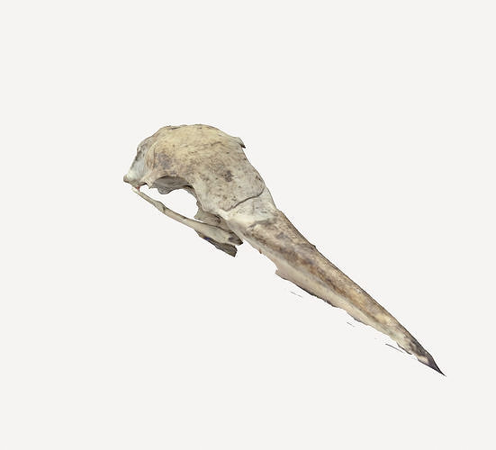 Seagull Skull 3D model 3D printable | CGTrader