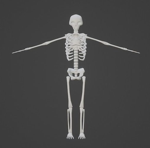Skeleton 3D model rigged | CGTrader
