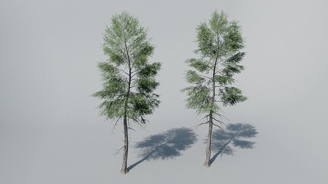 Spruce Trees free VR / AR / low-poly 3D model | CGTrader